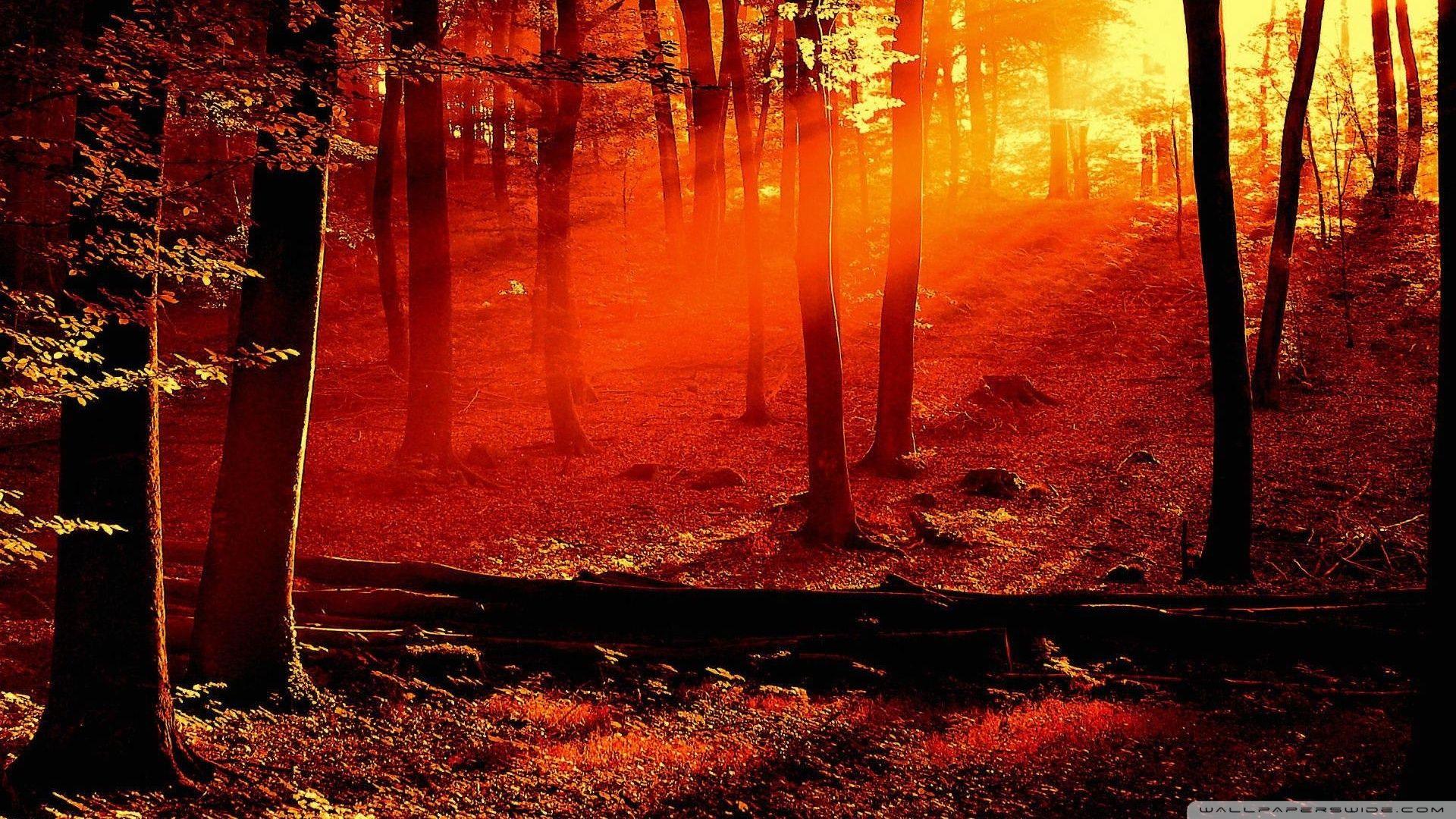 Red Forest HD Wallpapers - Top Free Red Forest HD Backgrounds ...