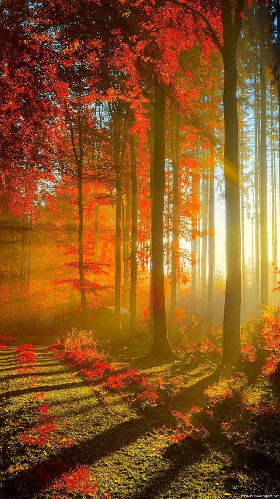 Red Forest HD Wallpapers - Top Free Red Forest HD Backgrounds ...