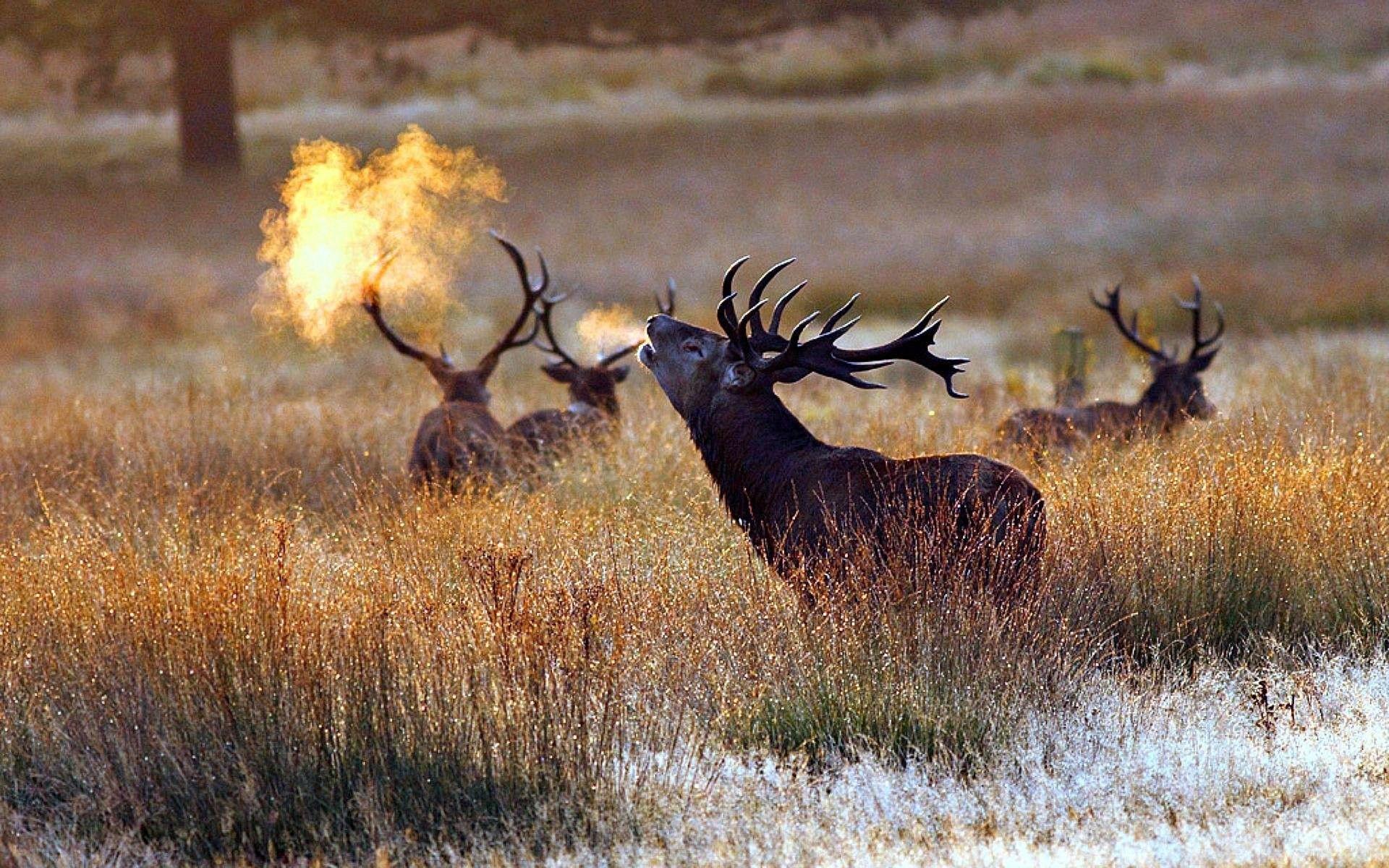 Elk Wallpapers - Top Free Elk Backgrounds - WallpaperAccess