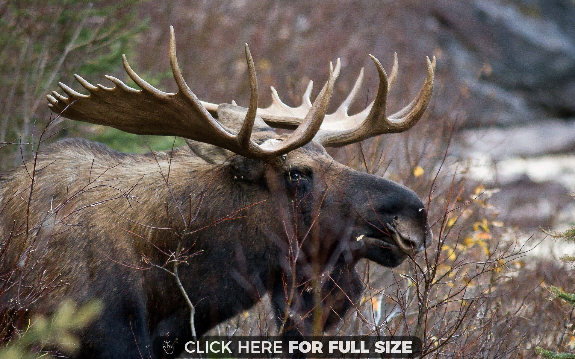 Moose Wallpapers - Top Free Moose Backgrounds - WallpaperAccess