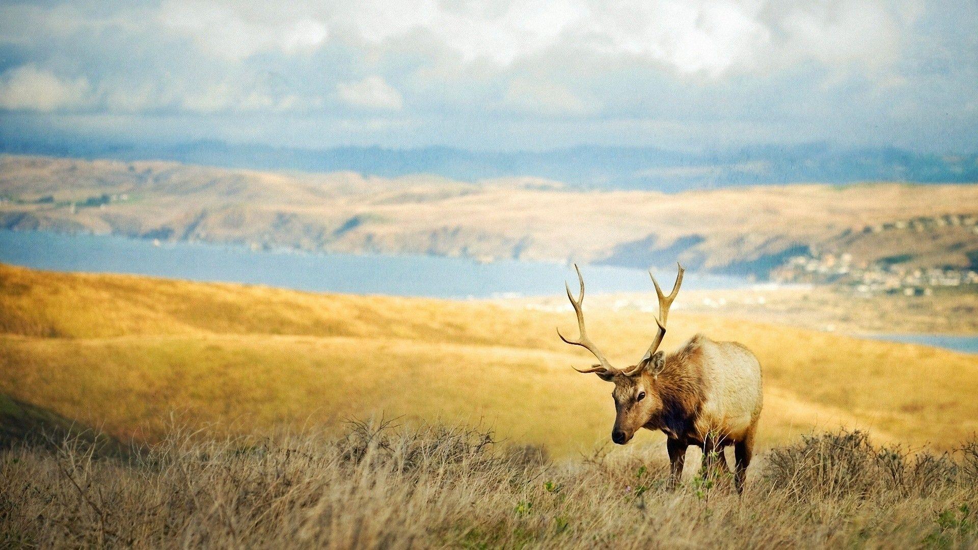 Elk Wallpapers - Top Free Elk Backgrounds - WallpaperAccess