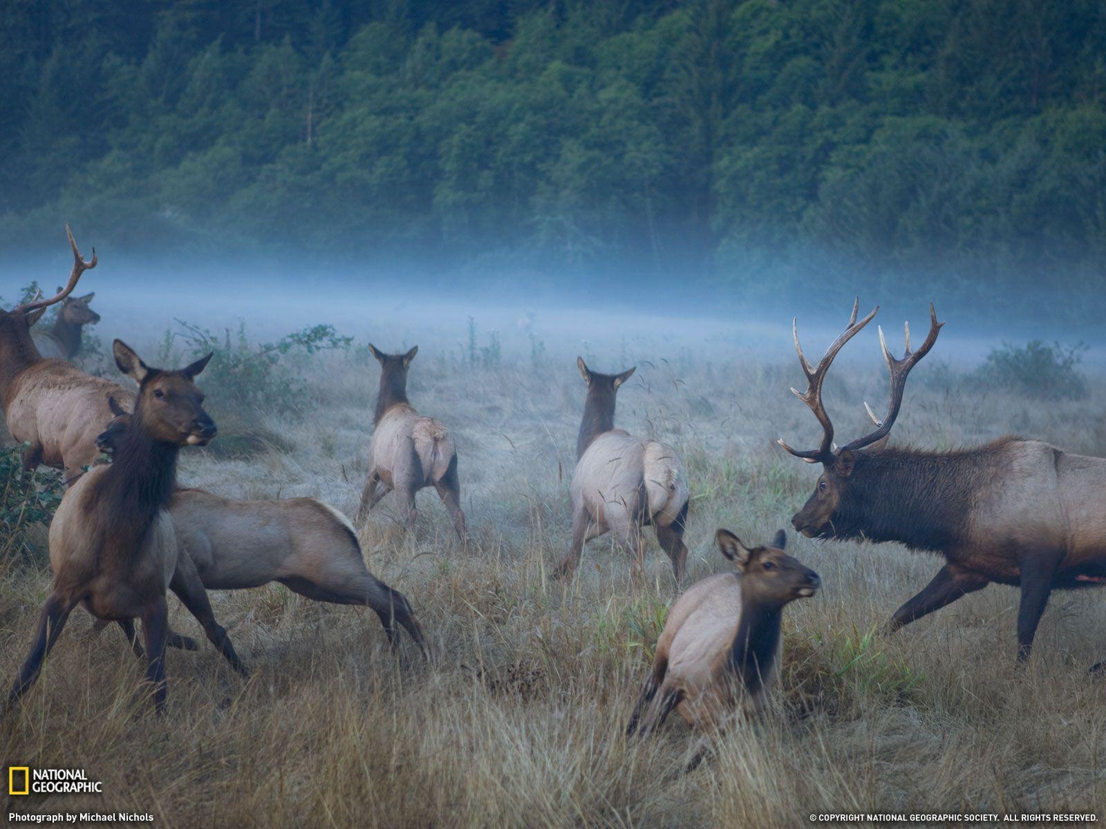 Elk Wallpapers - Top Free Elk Backgrounds - WallpaperAccess