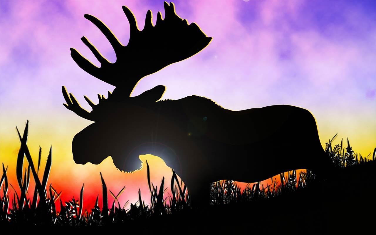 Moose Wallpapers - Top Free Moose Backgrounds - WallpaperAccess