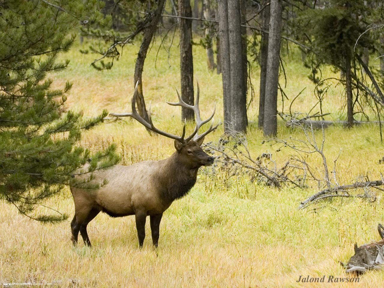 Elk Wallpapers - Top Free Elk Backgrounds - WallpaperAccess