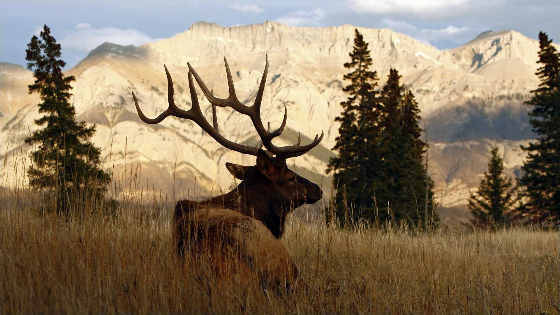 Elk Wallpapers - Top Free Elk Backgrounds - WallpaperAccess