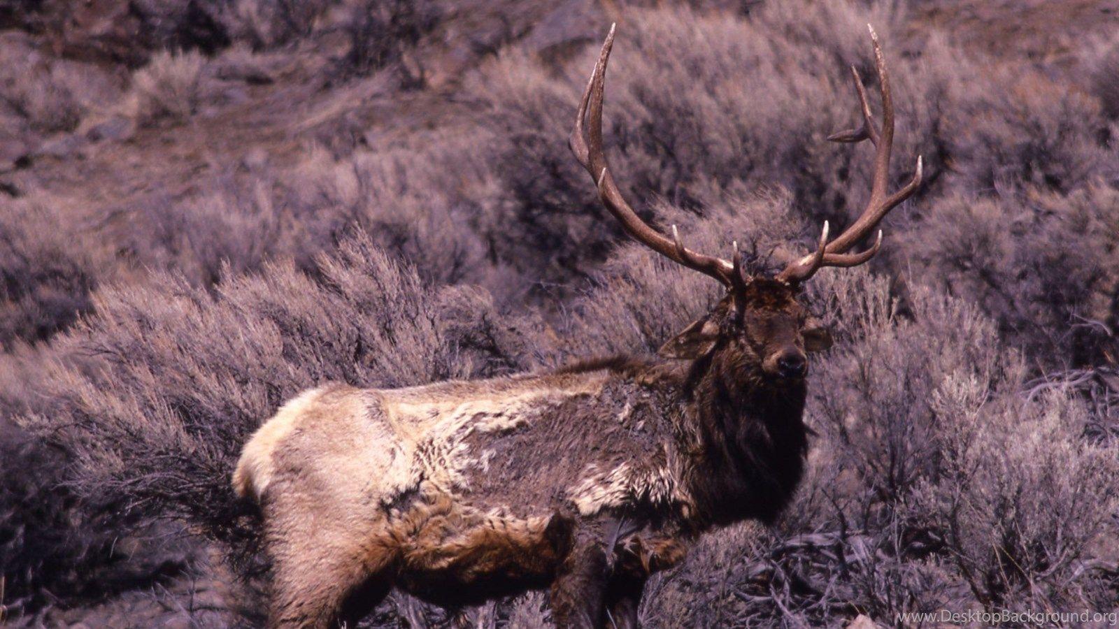 Elk Wallpapers - Top Free Elk Backgrounds - WallpaperAccess