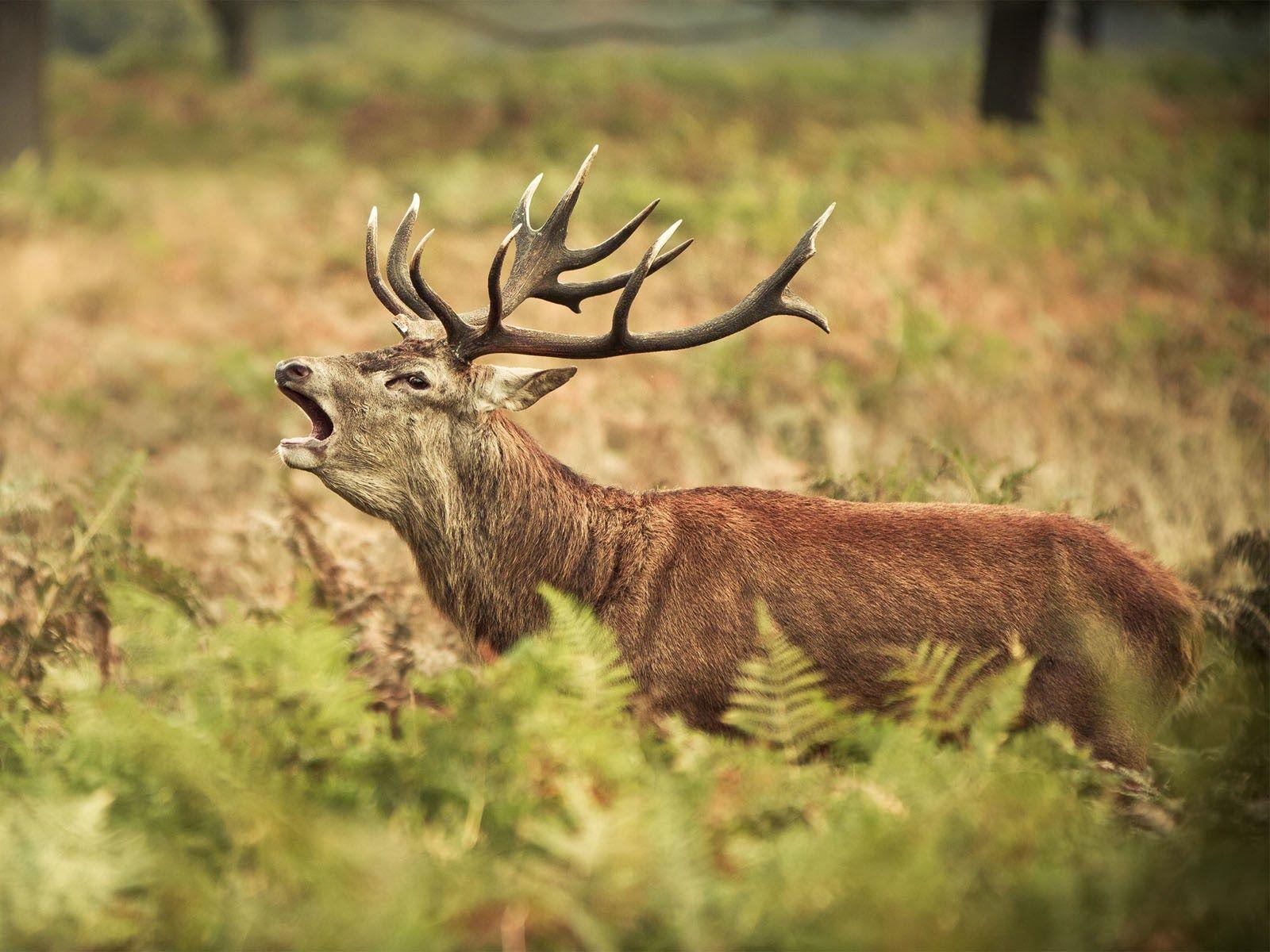 Elk Wallpapers - Top Free Elk Backgrounds - WallpaperAccess