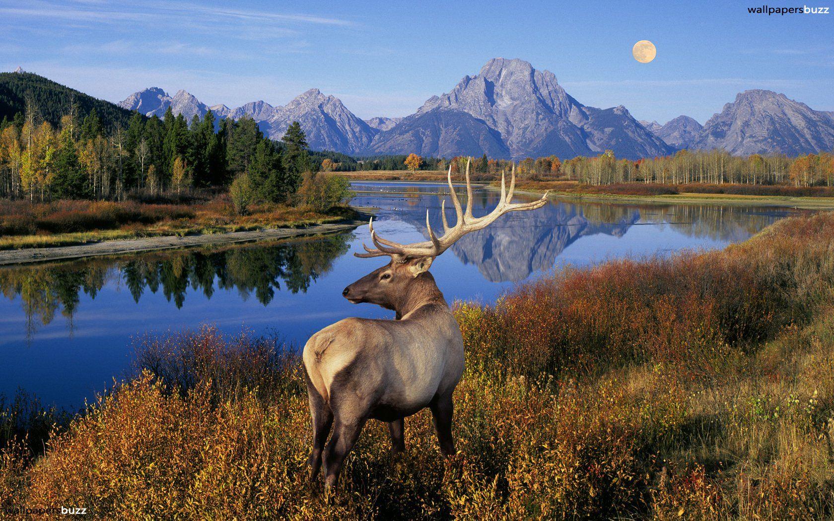 Elk Wallpapers - Top Free Elk Backgrounds - WallpaperAccess