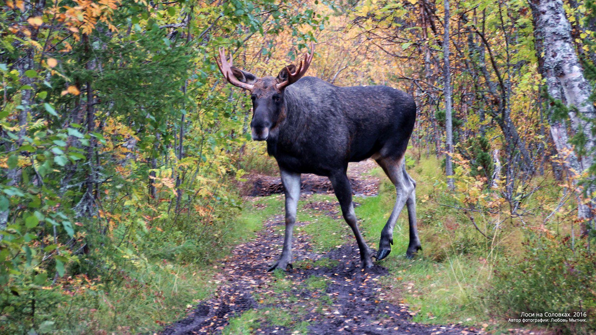 Moose Wallpapers - Top Free Moose Backgrounds - WallpaperAccess