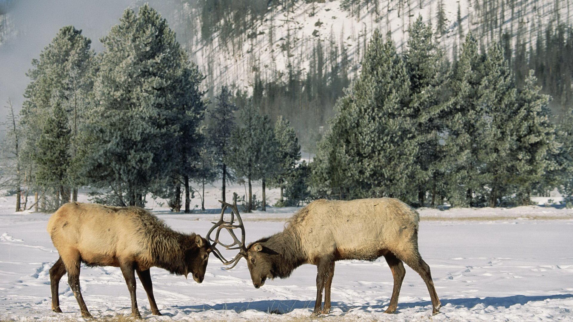 Elk Wallpapers - Top Free Elk Backgrounds - WallpaperAccess
