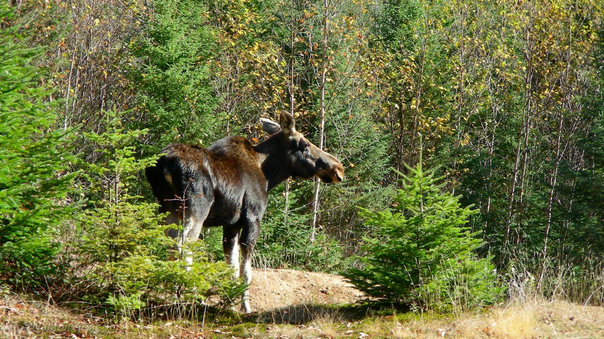 Moose Wallpapers - Top Free Moose Backgrounds - WallpaperAccess