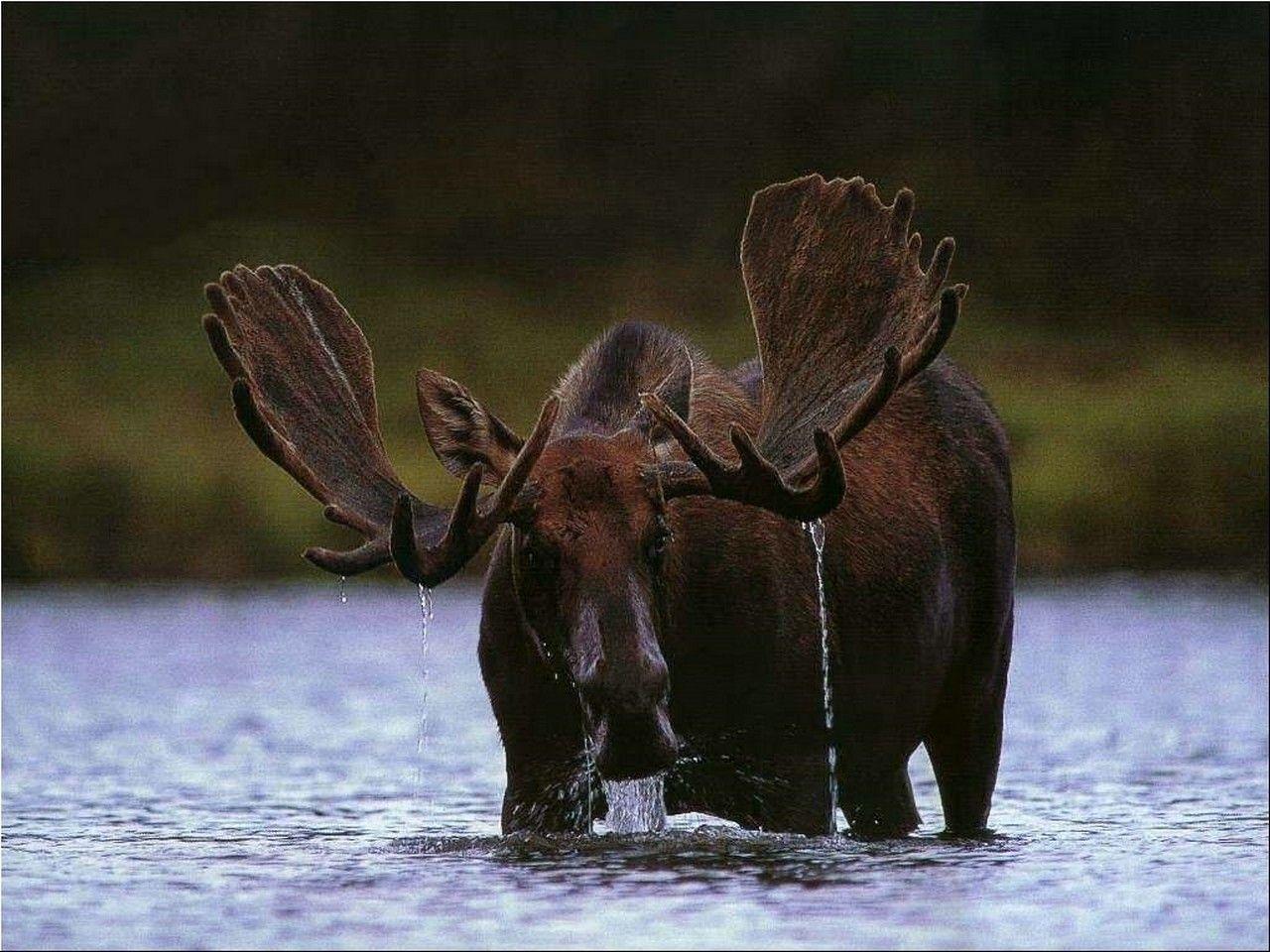 Moose Wallpapers - Top Free Moose Backgrounds - WallpaperAccess