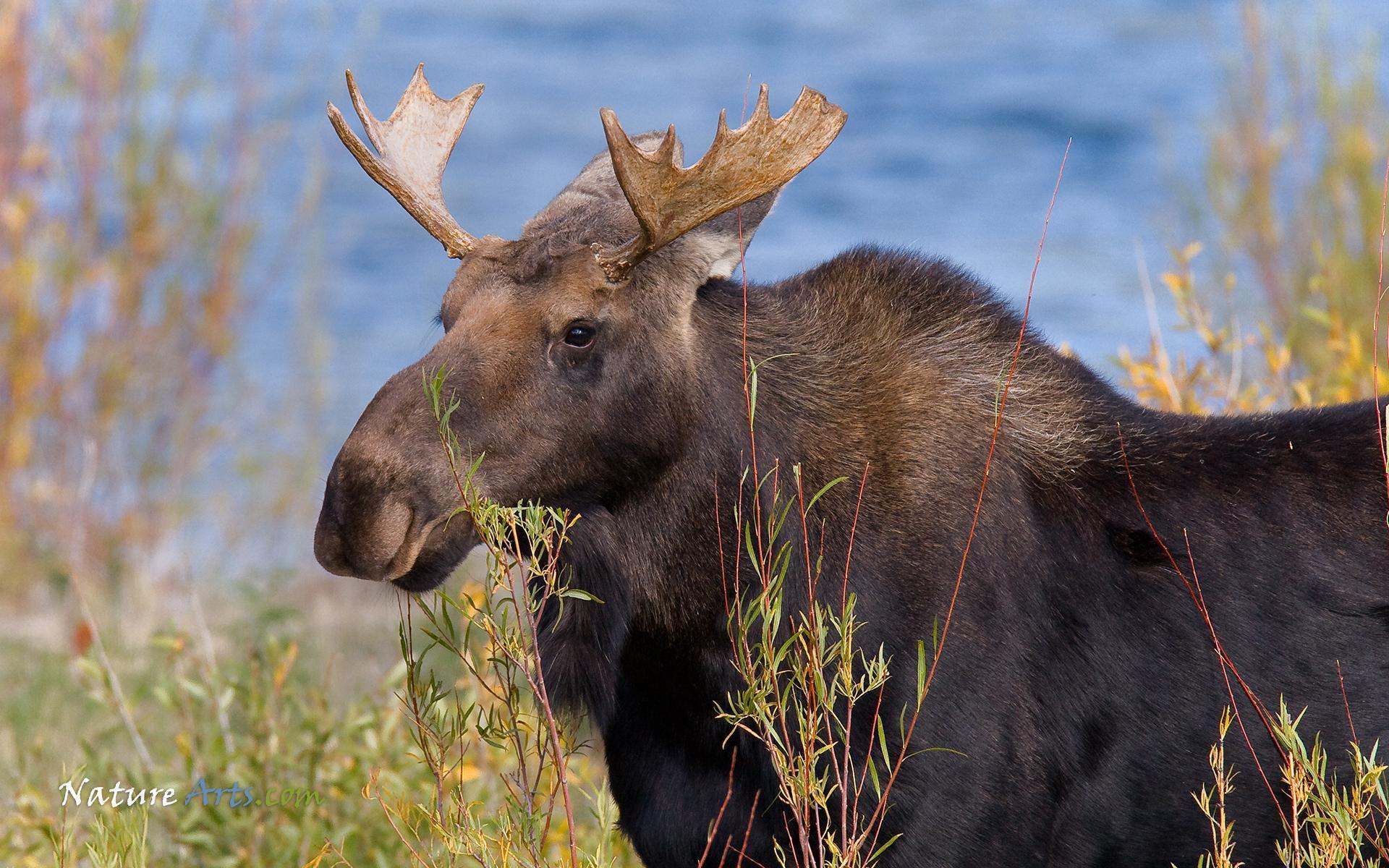 Moose Wallpapers - Top Free Moose Backgrounds - WallpaperAccess