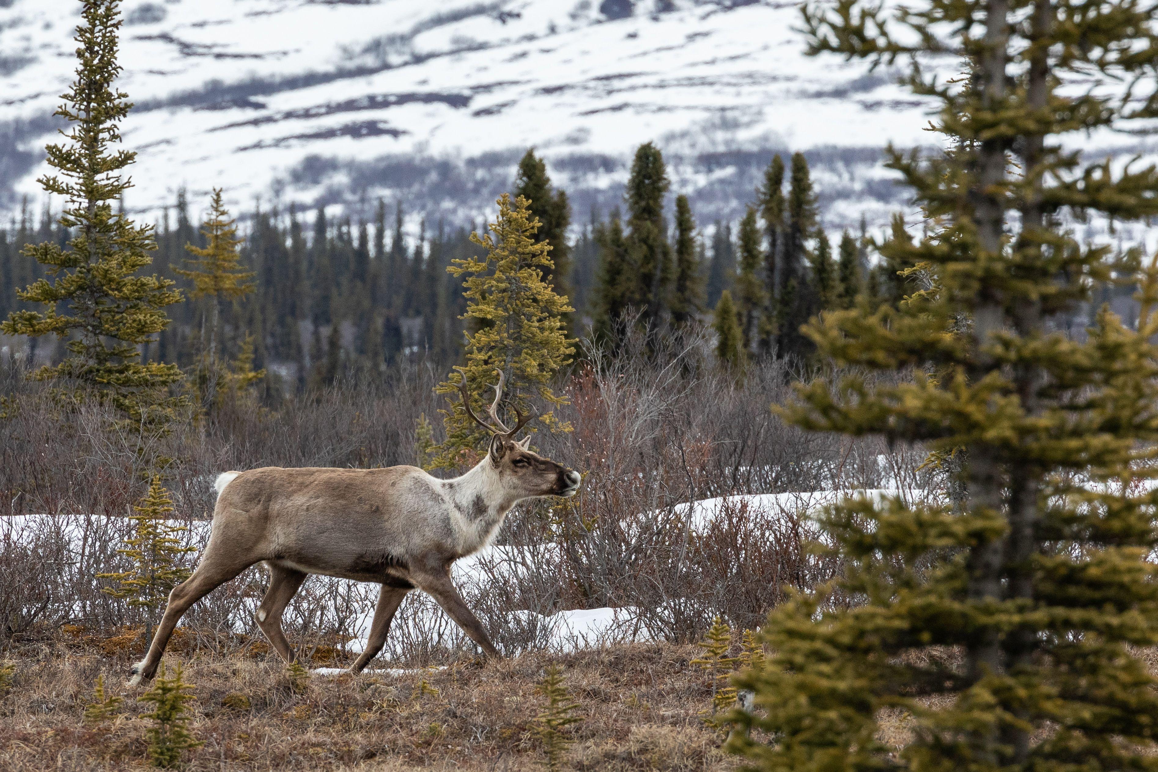 Elk Wallpapers - Top Free Elk Backgrounds - WallpaperAccess