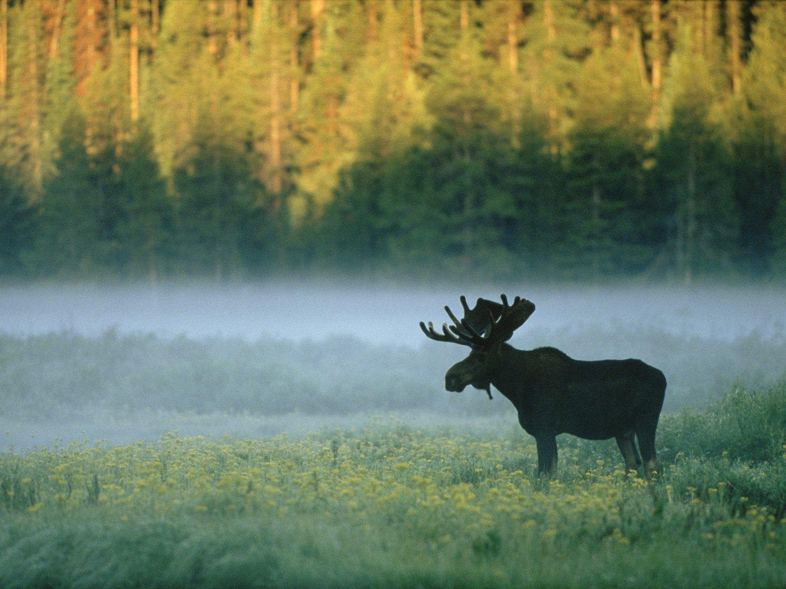 Moose Wallpapers - Top Free Moose Backgrounds - WallpaperAccess