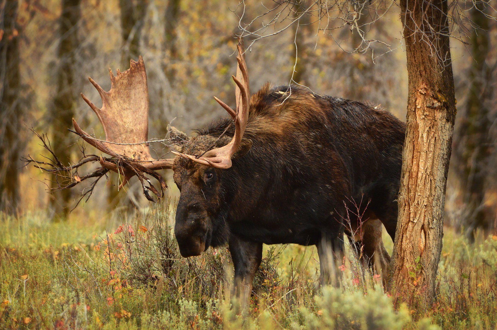 Moose Wallpapers - Top Free Moose Backgrounds - WallpaperAccess