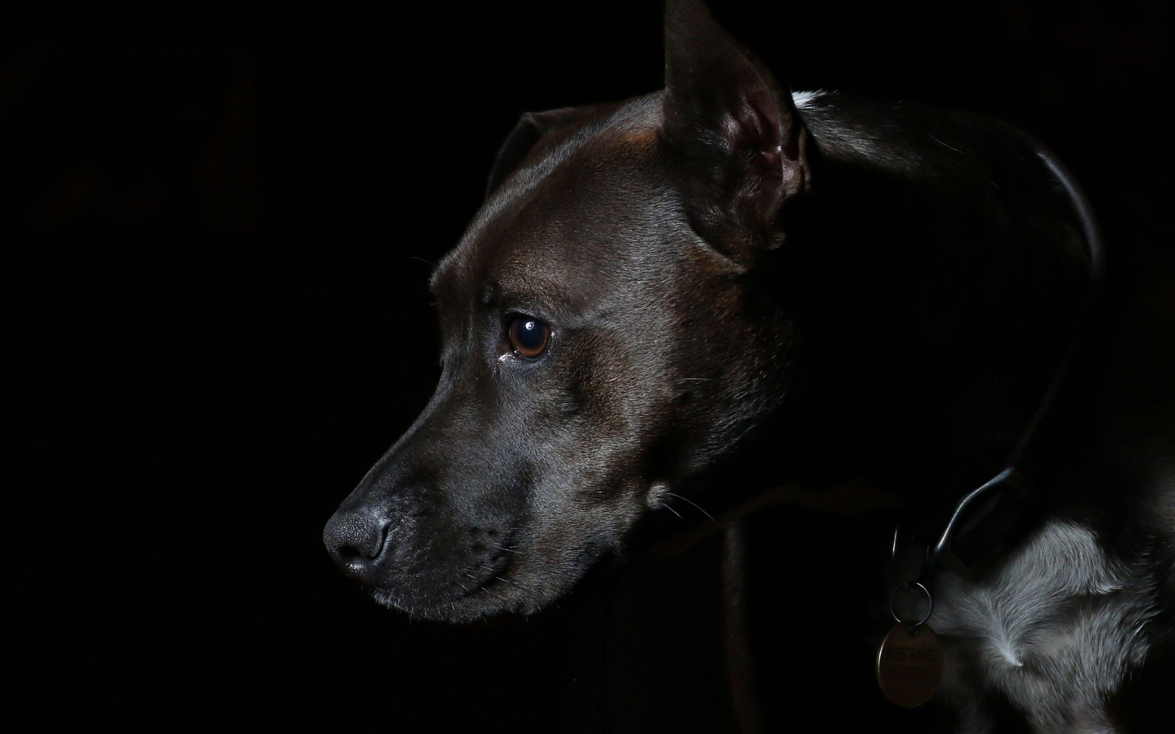 Dark Animal Wallpapers - Top Free Dark Animal Backgrounds - WallpaperAccess