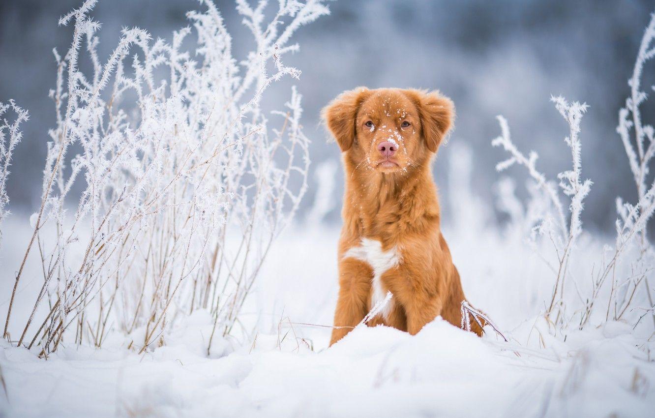Winter Puppy Wallpapers - Top Free Winter Puppy Backgrounds ...