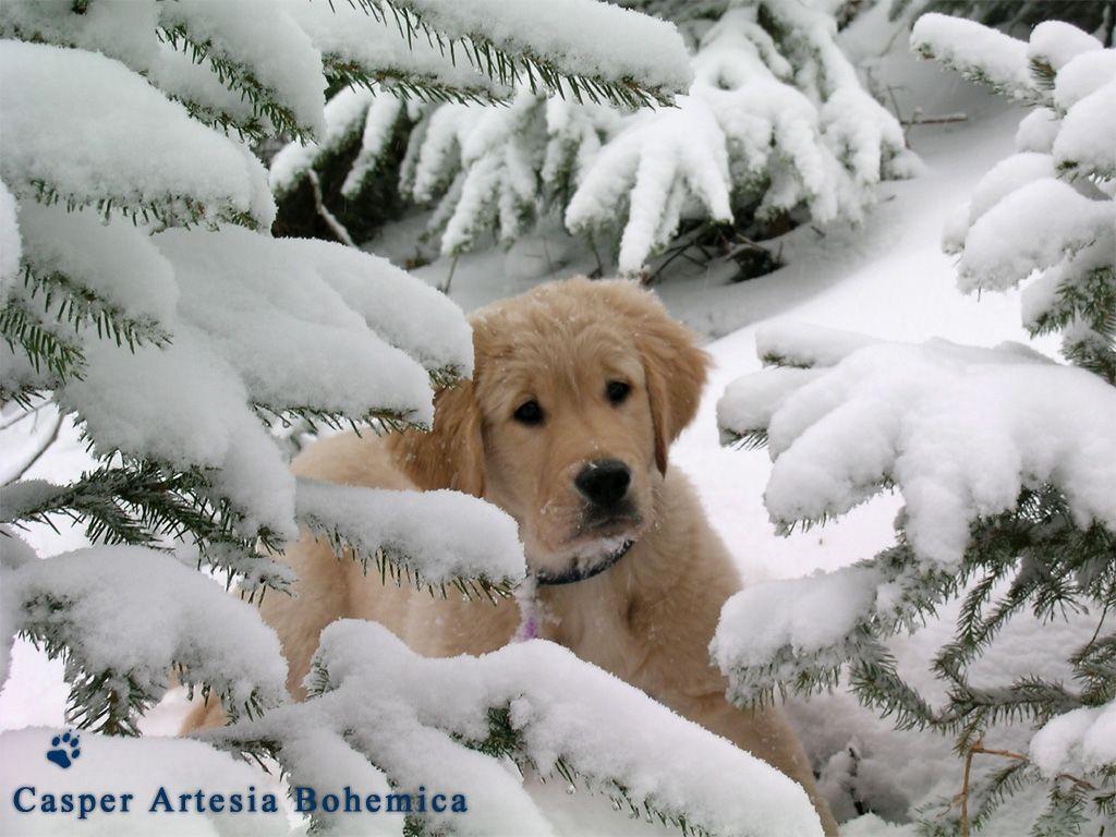 Winter Puppy Wallpapers - Top Free Winter Puppy Backgrounds ...