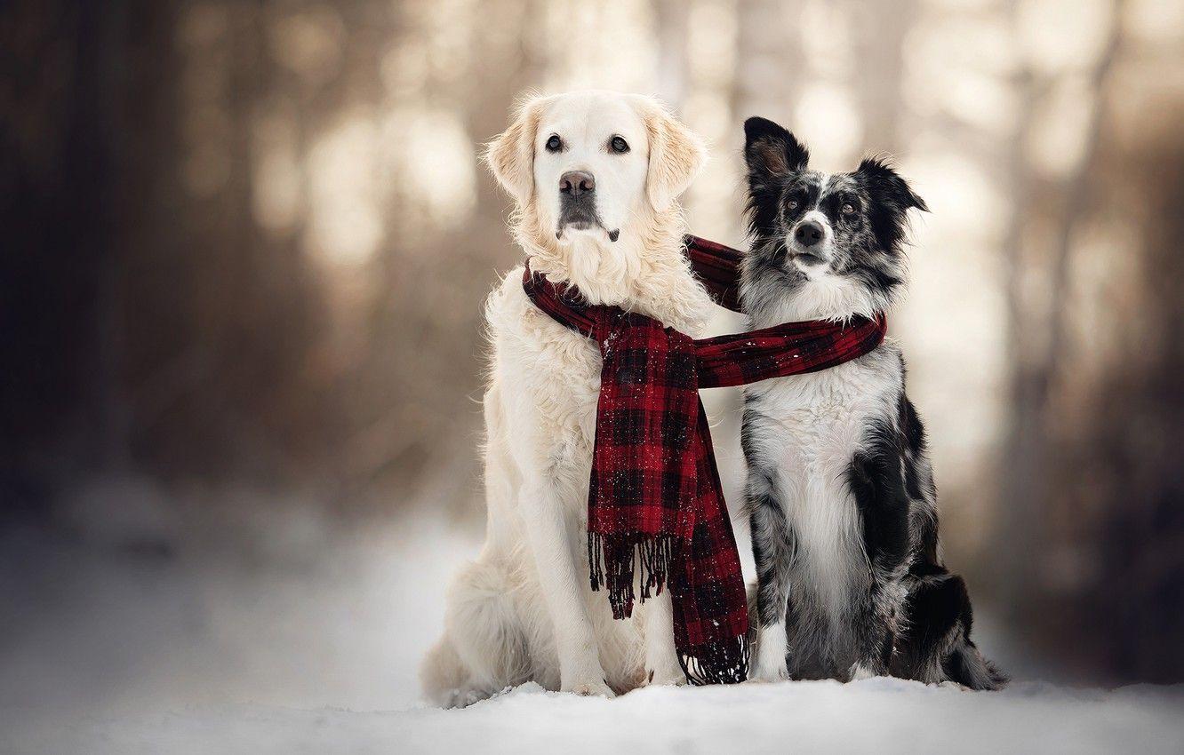 Snow Dog Wallpapers - Top Free Snow Dog Backgrounds - WallpaperAccess