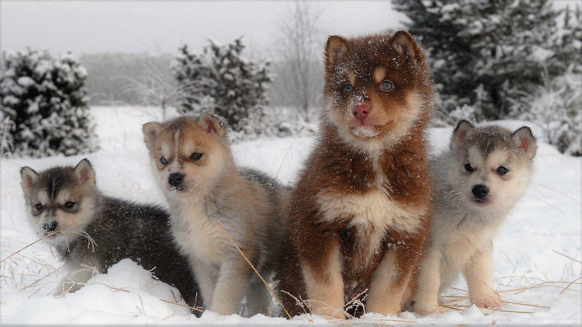 Cute Winter Dog Wallpapers - Top Free Cute Winter Dog Backgrounds ...