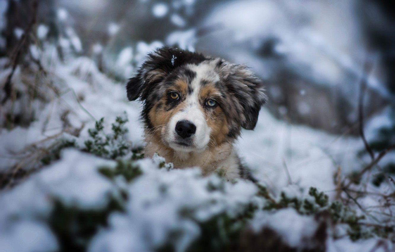 Dogs In Winter Wallpapers - Top Free Dogs In Winter Backgrounds - WallpaperAccess