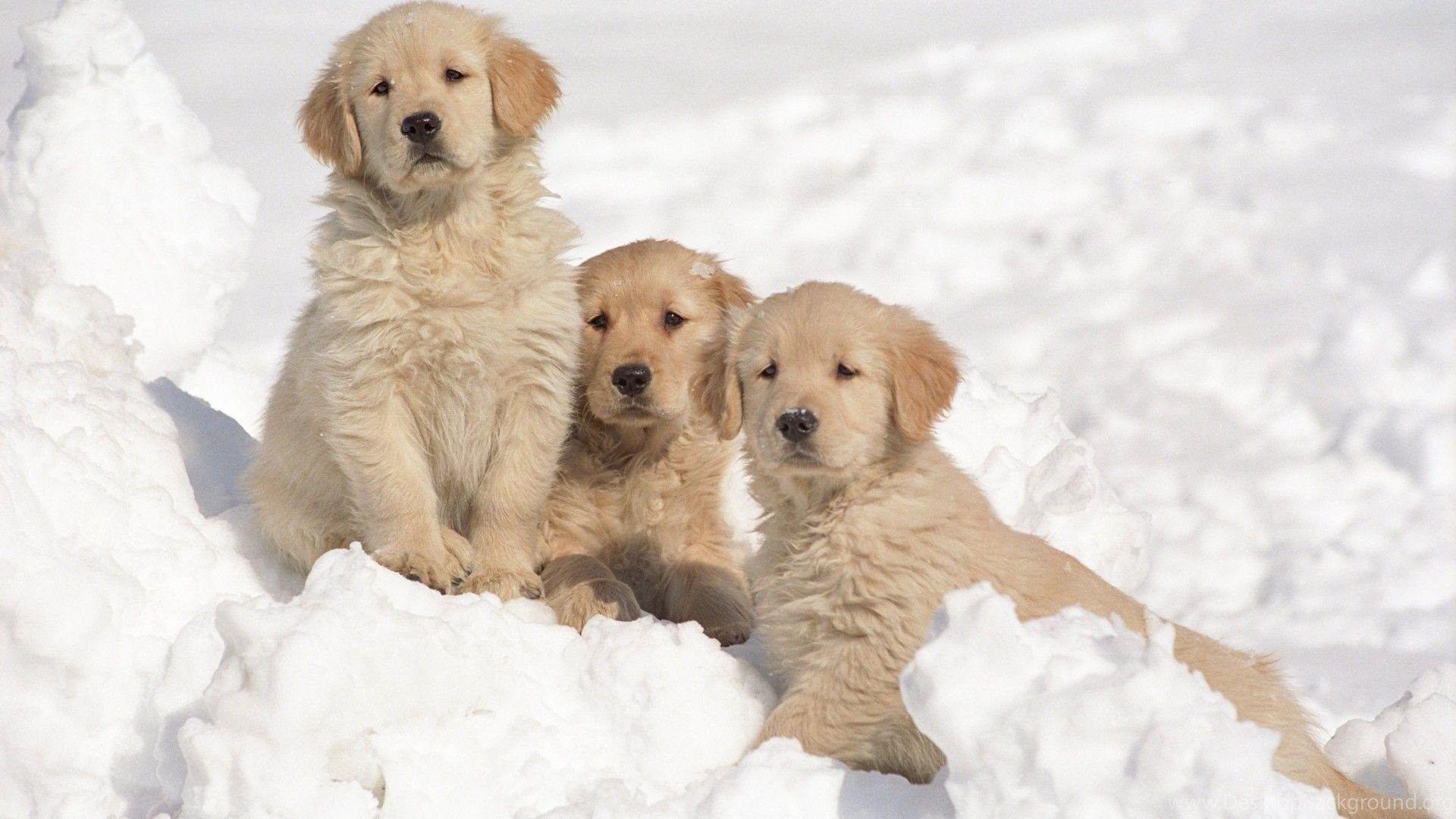 Winter Puppy Wallpapers - Top Free Winter Puppy Backgrounds ...