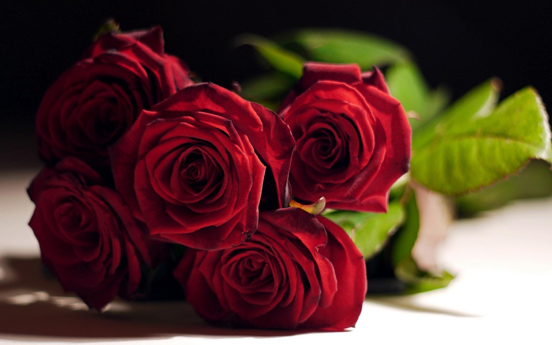 Red Rose Wallpapers - Top Free Red Rose Backgrounds - WallpaperAccess