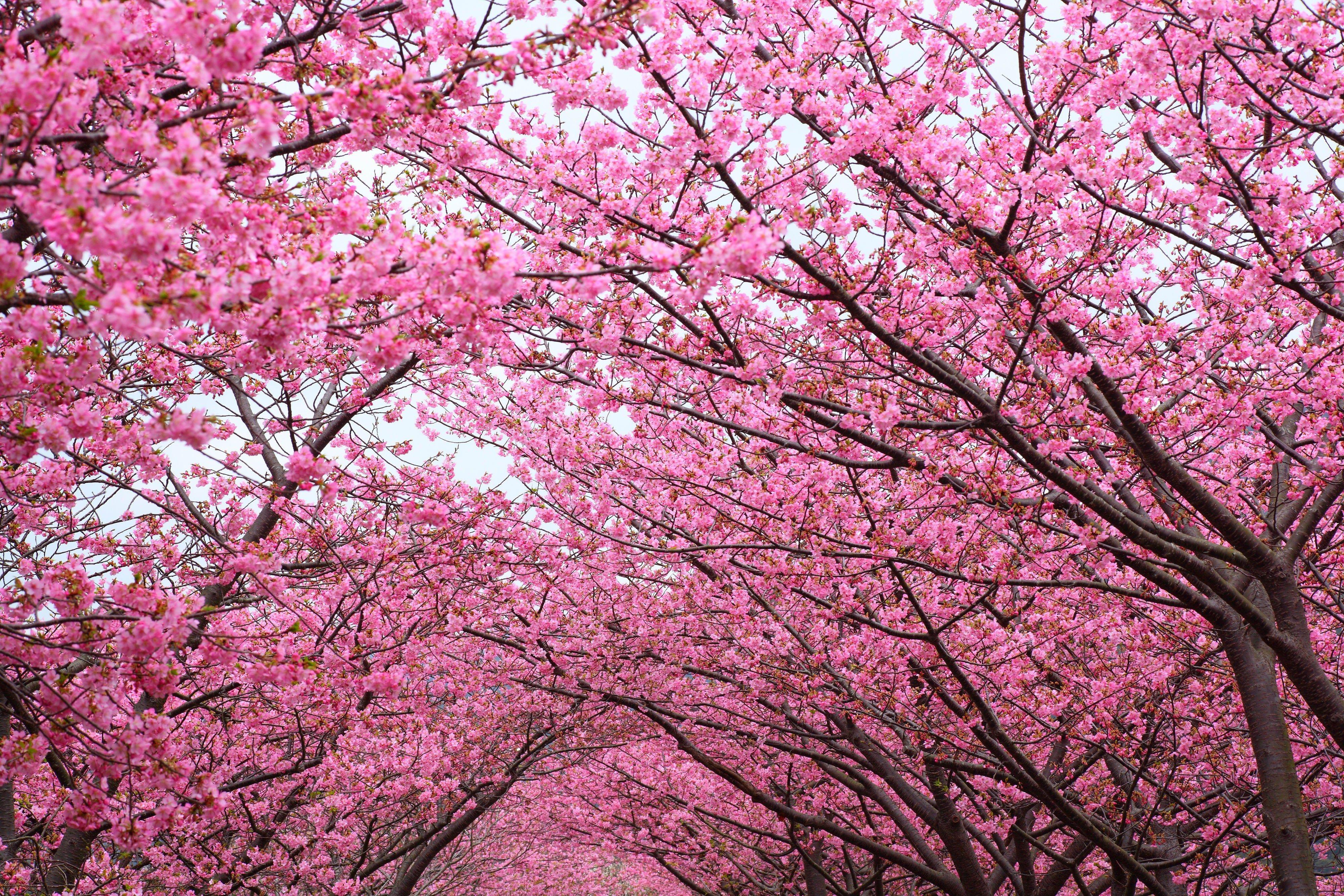 Pink Cherry Blossom Tree Wallpapers Top Free Pink Cherry Blossom Tree Pink Cherry Blossom Tree Wallpapers Top Free Pink Cherry Blossom Tree