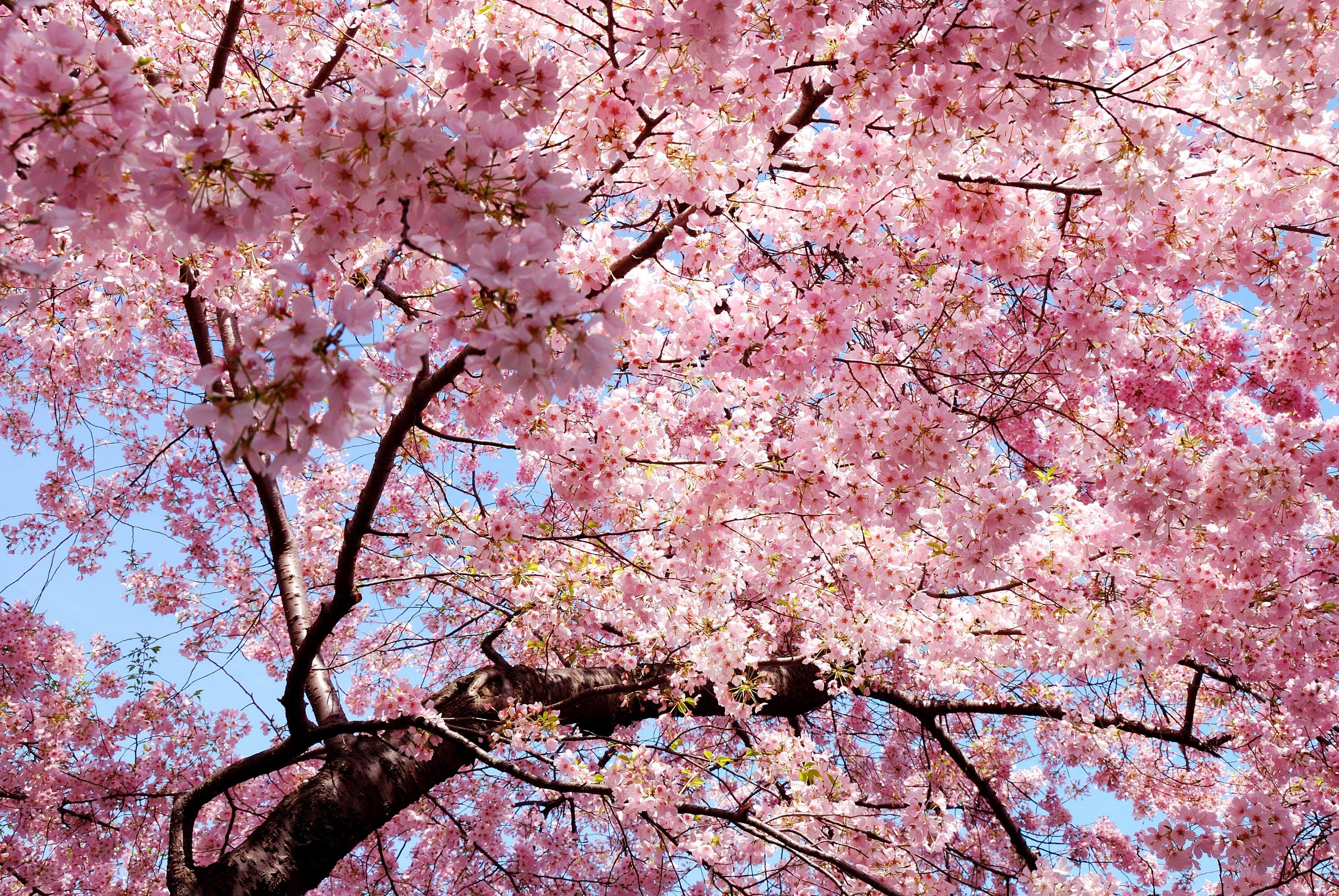 Pink Cherry Blossom Tree Wallpapers - Top Free Pink Cherry Blossom Tree ...