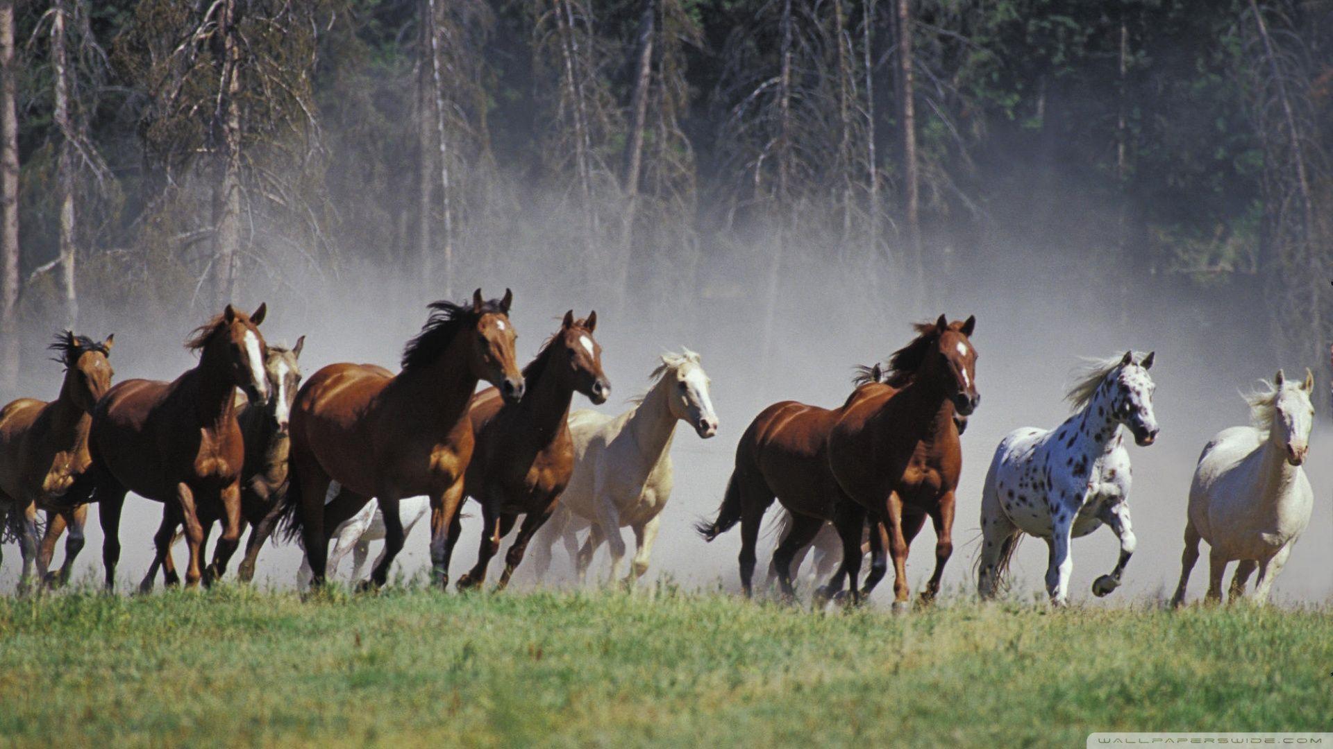 Ranch Wallpapers - Top Free Ranch Backgrounds - WallpaperAccess