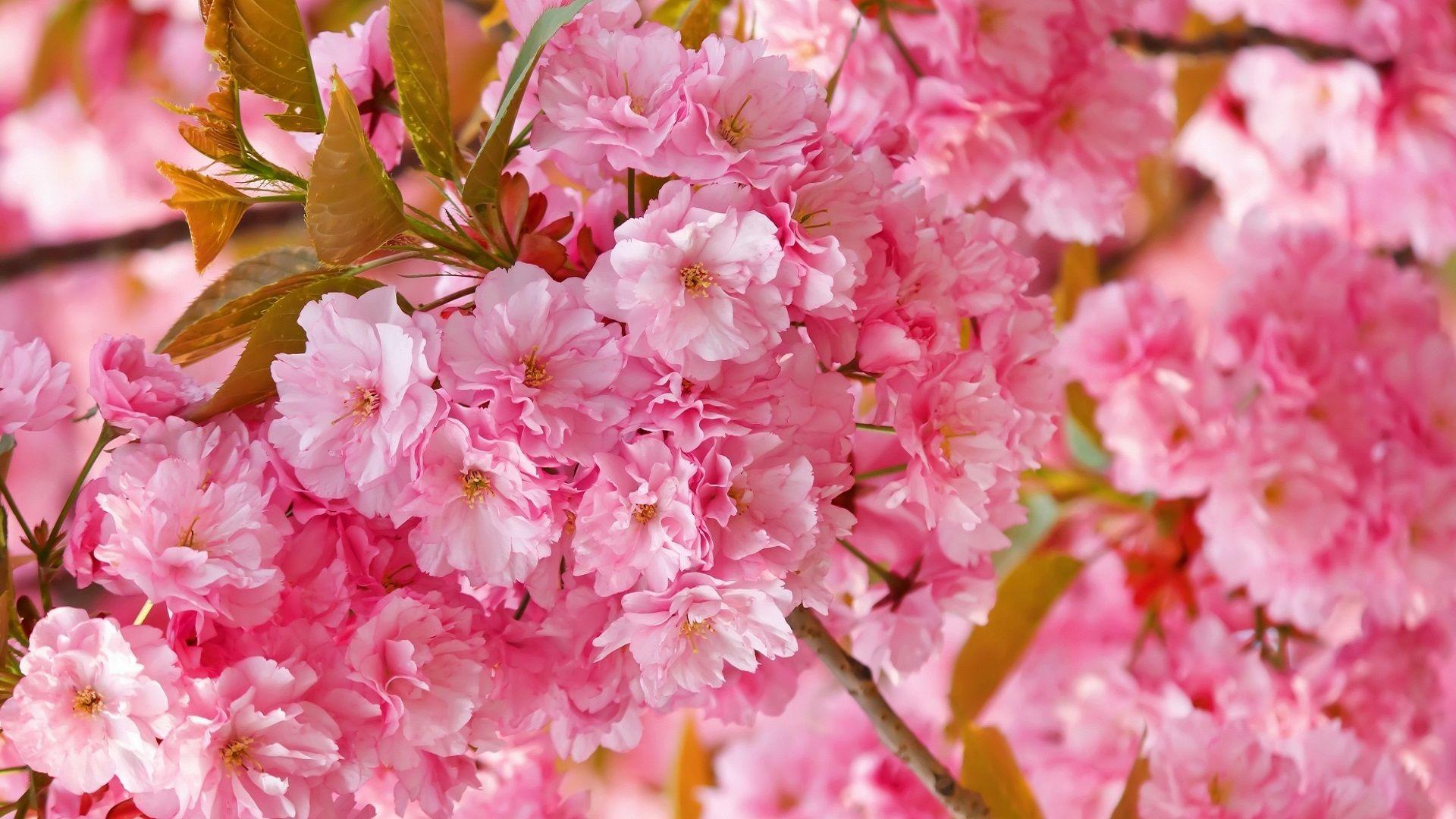 Japanese Flower Wallpapers - Top Free Japanese Flower Backgrounds ...