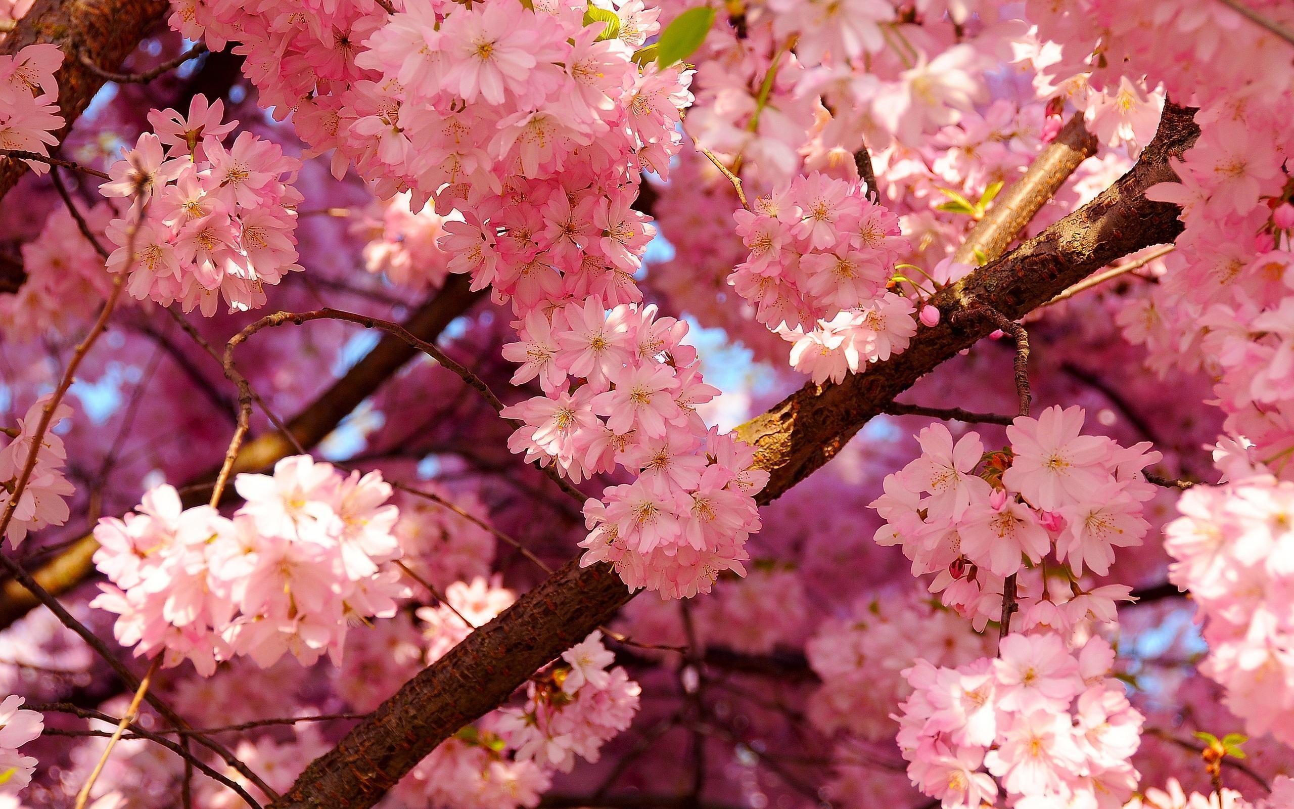 Pink Cherry Blossom Tree Wallpapers - Top Free Pink Cherry Blossom Tree ...
