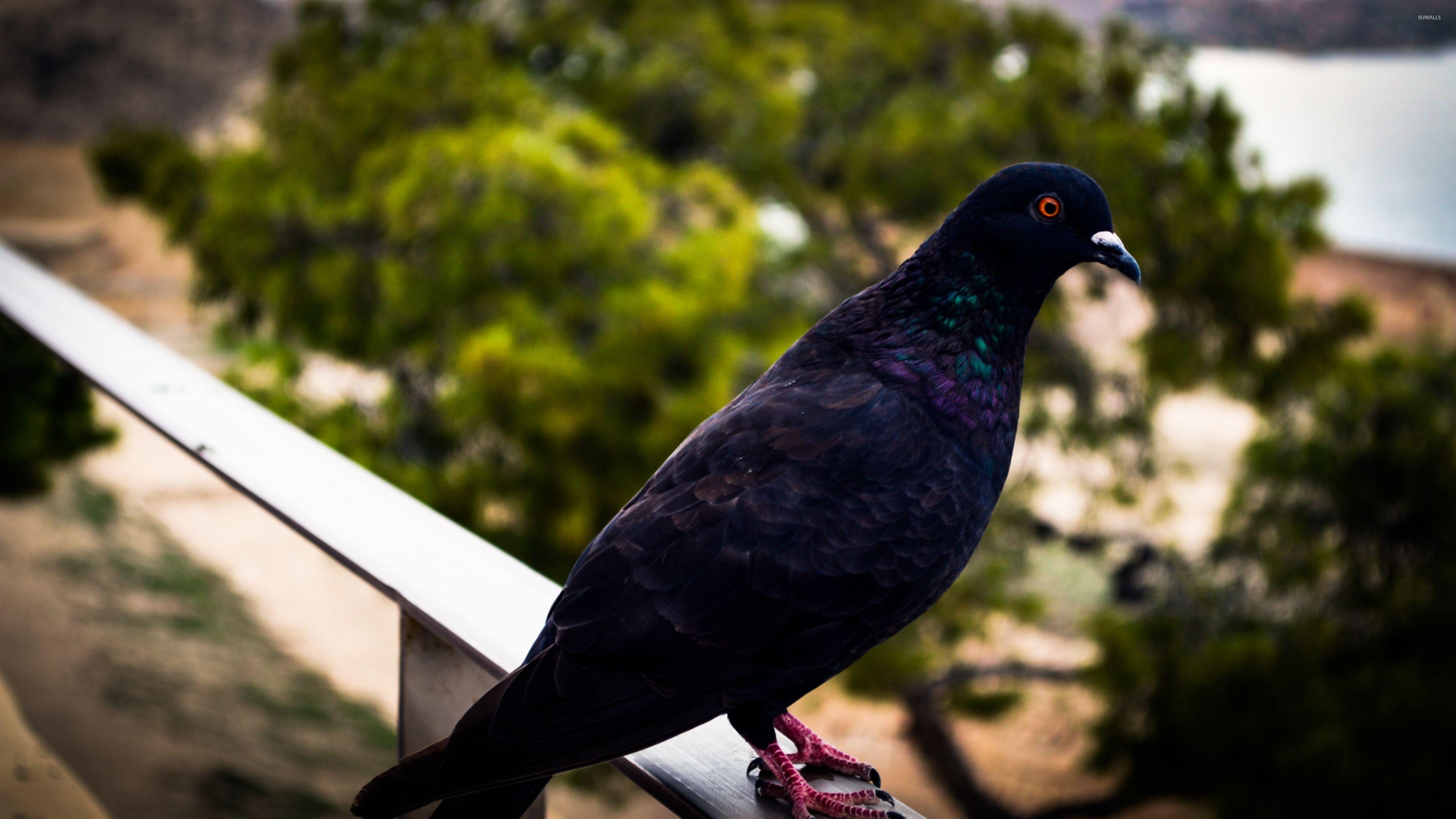Pigeon Wallpapers - Top Free Pigeon Backgrounds - WallpaperAccess
