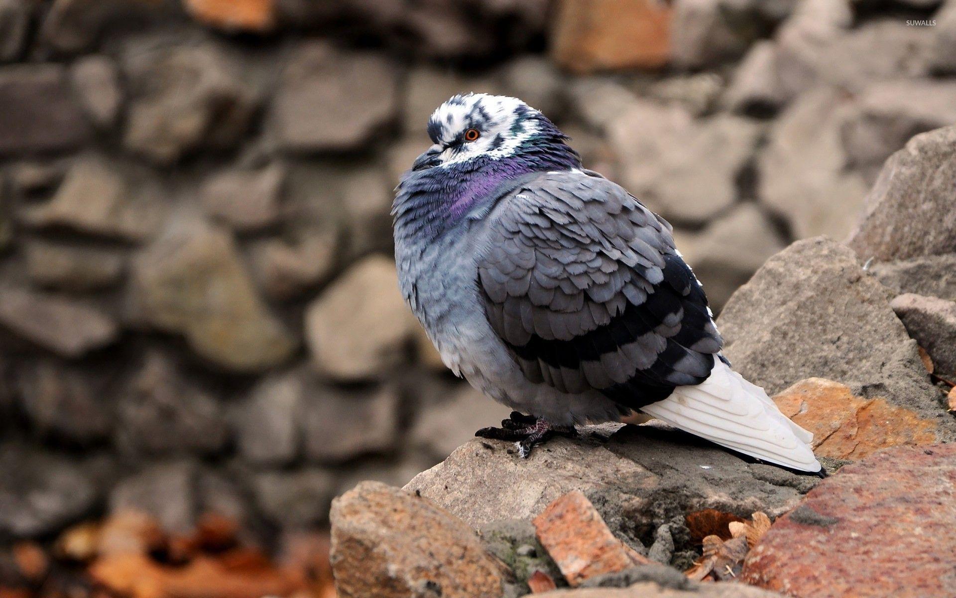 Pigeon Wallpapers - Top Free Pigeon Backgrounds - WallpaperAccess