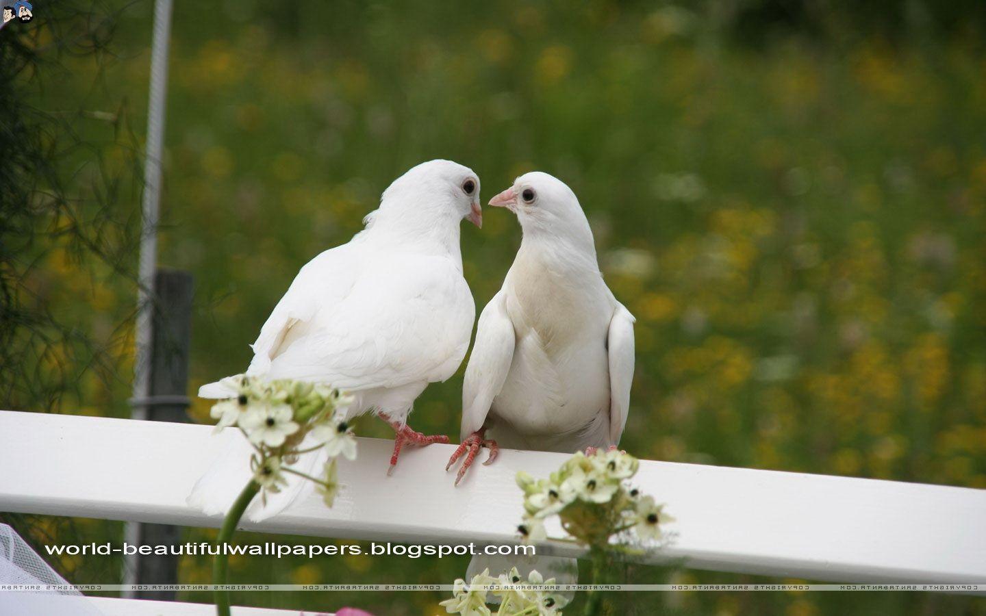 Pigeon Wallpapers - Top Free Pigeon Backgrounds - WallpaperAccess