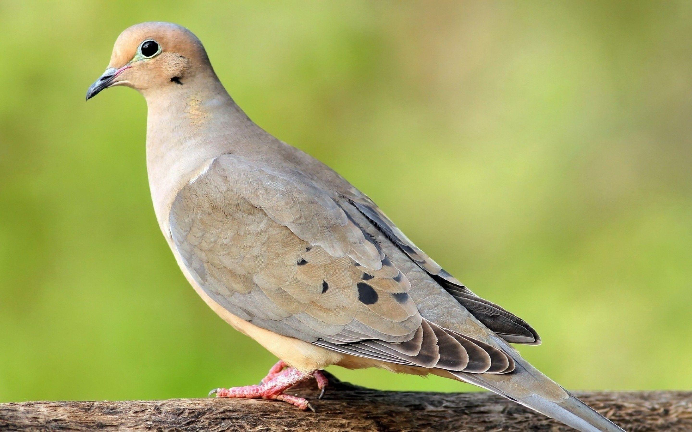 Pigeon Wallpapers - Top Free Pigeon Backgrounds - WallpaperAccess