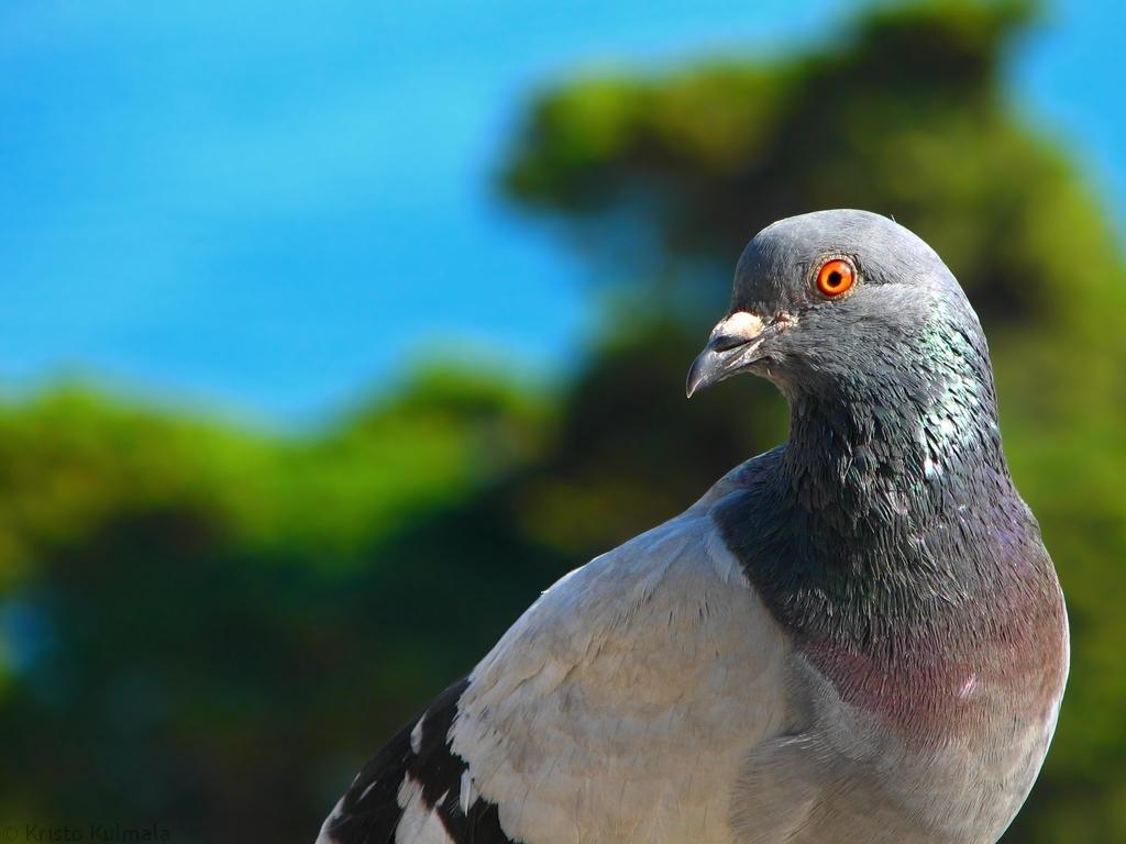 Pigeon Wallpapers - Top Free Pigeon Backgrounds - WallpaperAccess