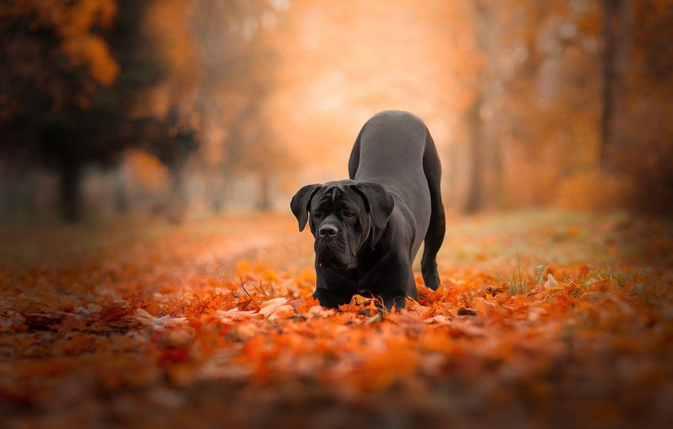 Cane Corso Wallpapers - Top Free Cane Corso Backgrounds - WallpaperAccess