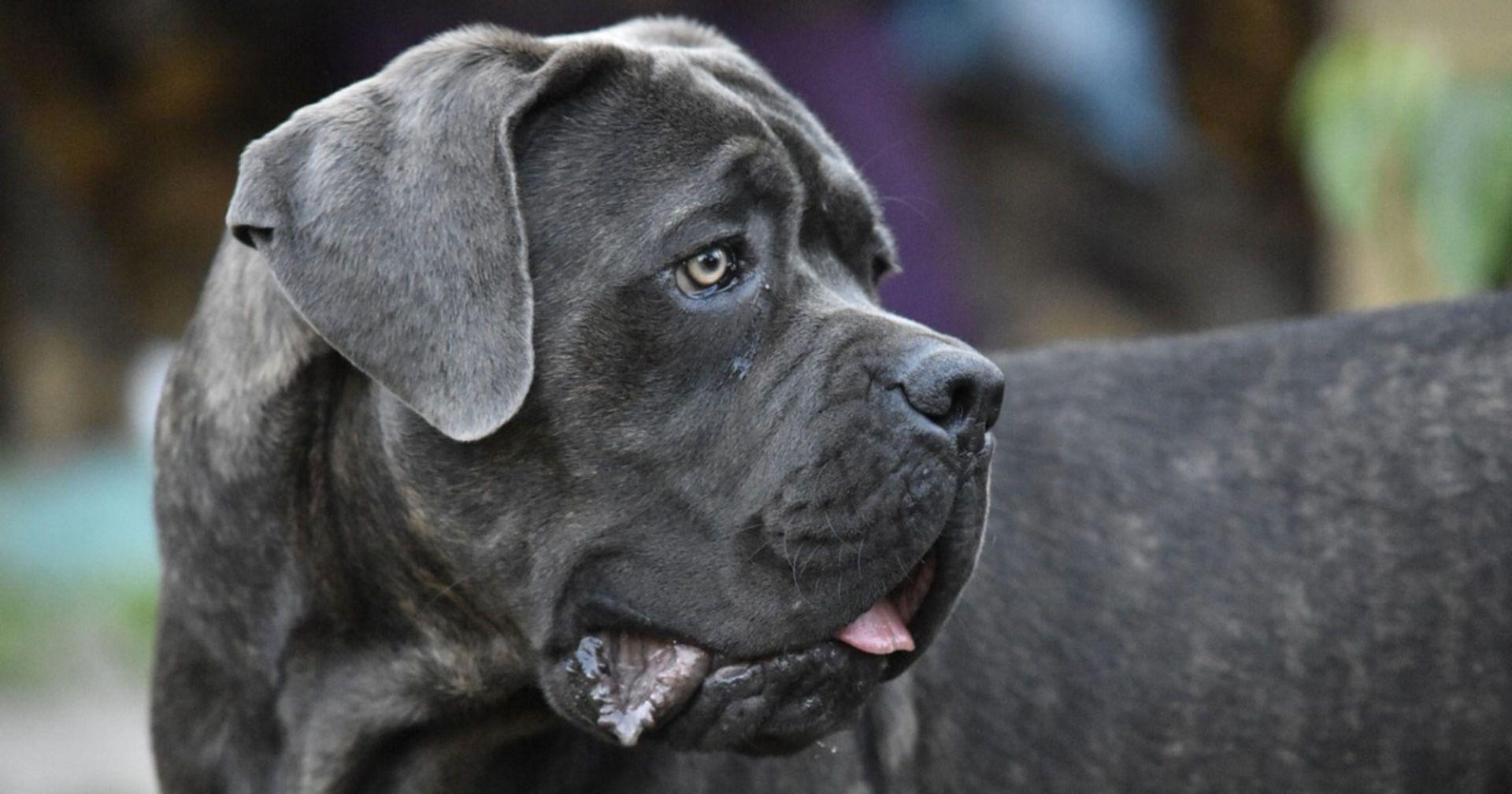 Cane Corso Wallpapers - Top Free Cane Corso Backgrounds - WallpaperAccess