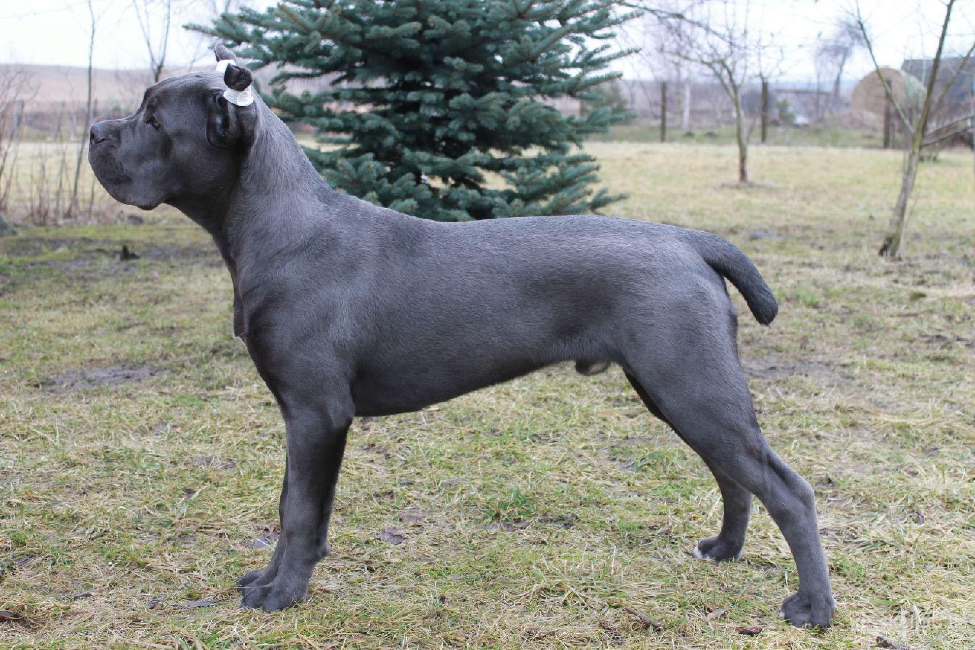 Cane Corso Wallpapers - Top Free Cane Corso Backgrounds - WallpaperAccess