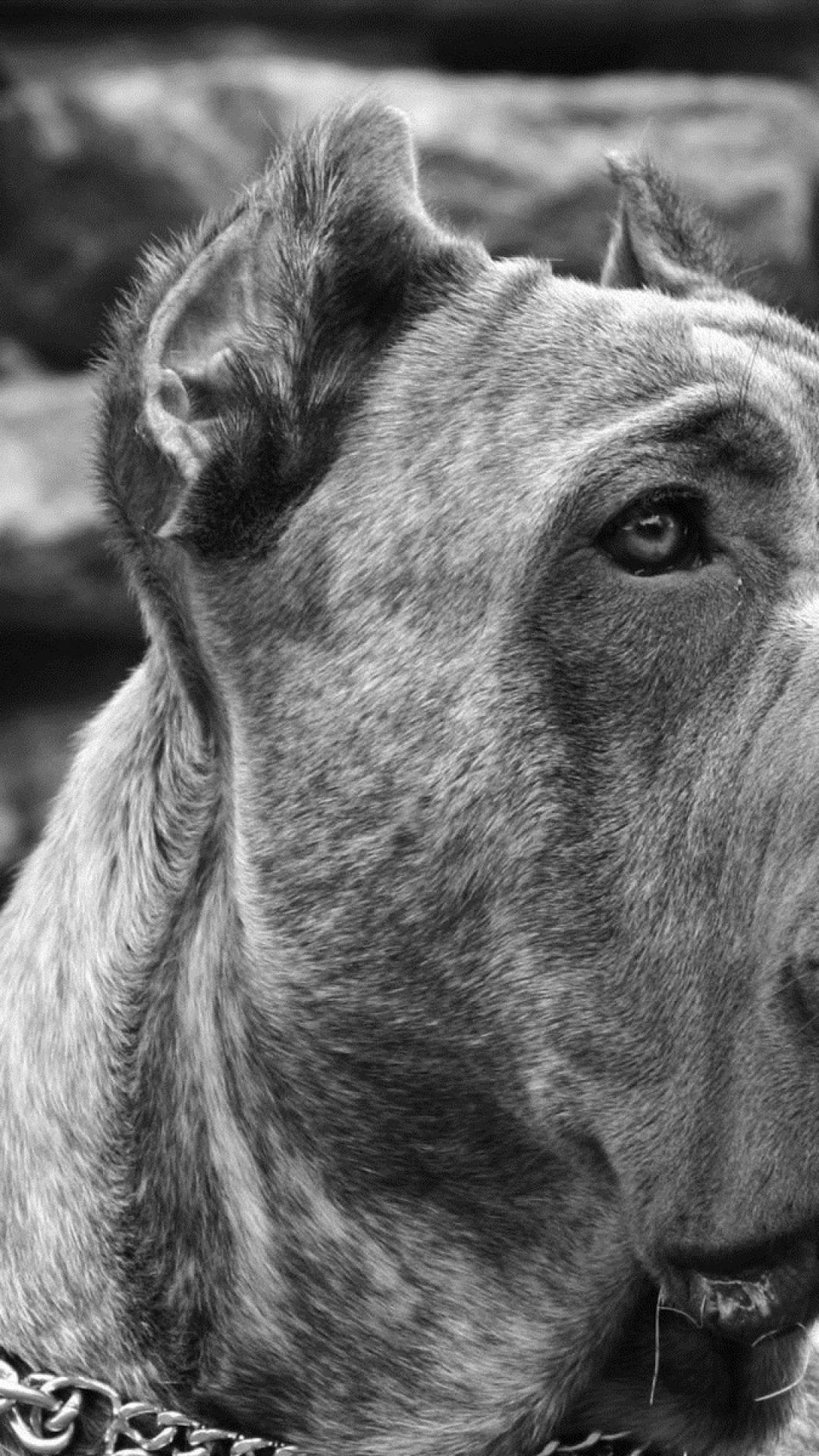 Cane Corso Wallpapers - Top Free Cane Corso Backgrounds - WallpaperAccess