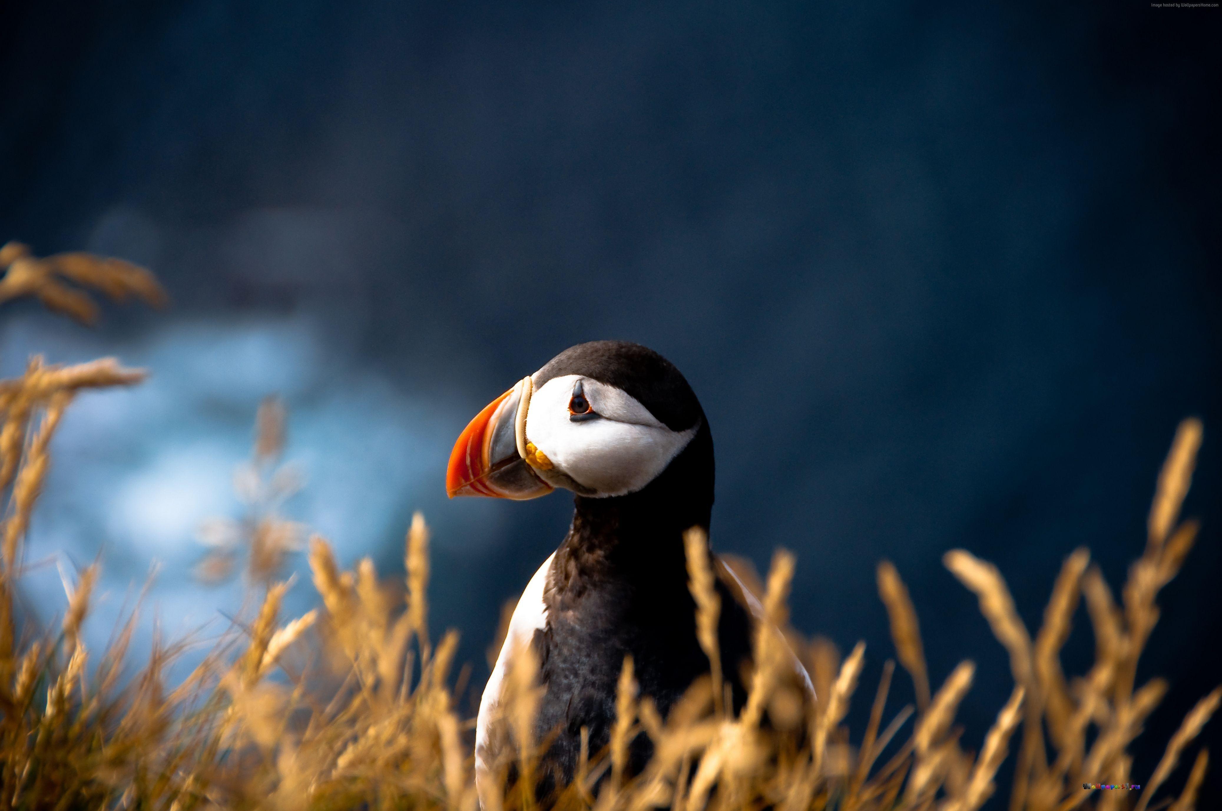 Animal 4K Wallpapers - Top Free Animal 4K Backgrounds - WallpaperAccess