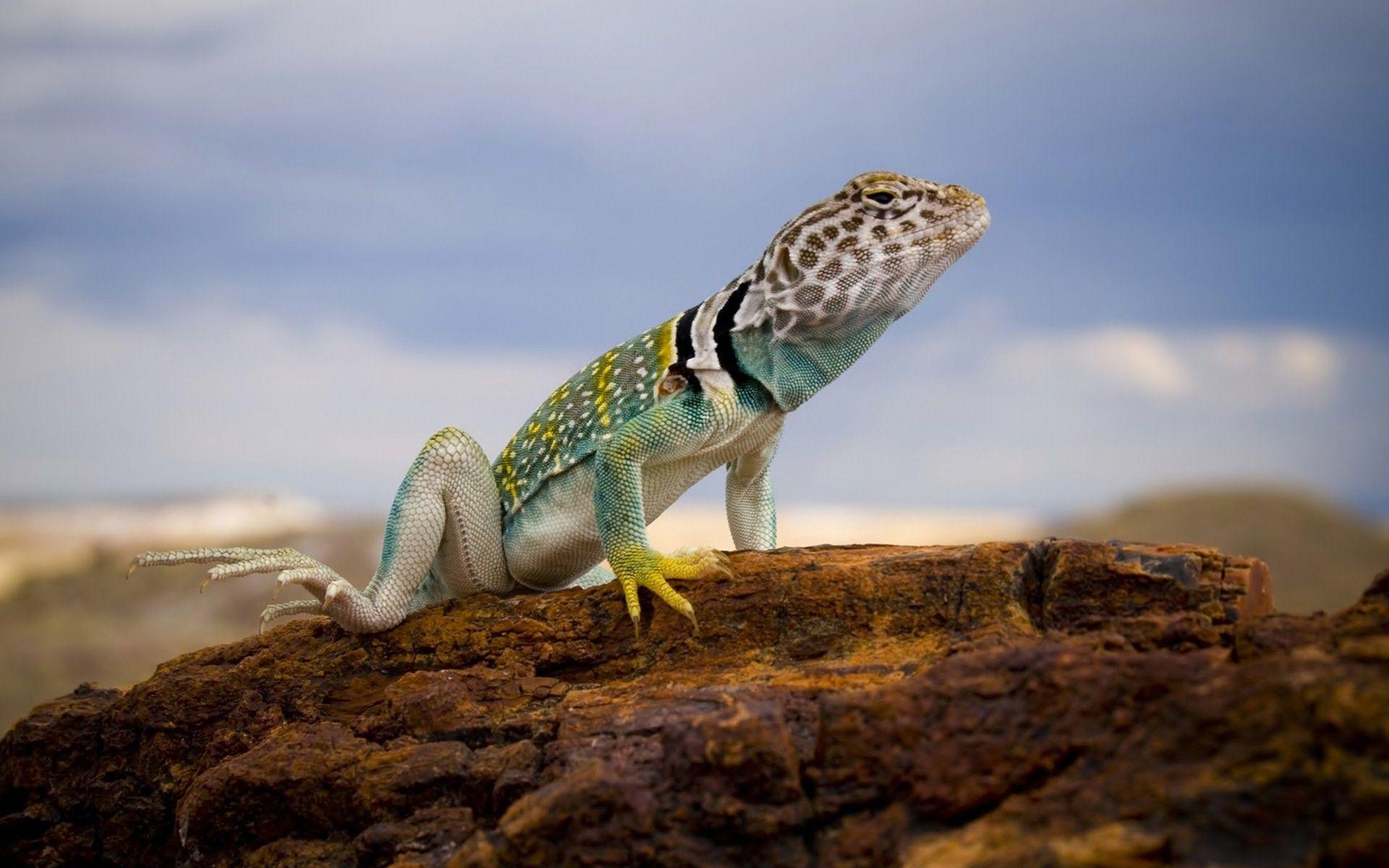 Animal 4K Wallpapers - Top Free Animal 4K Backgrounds - WallpaperAccess