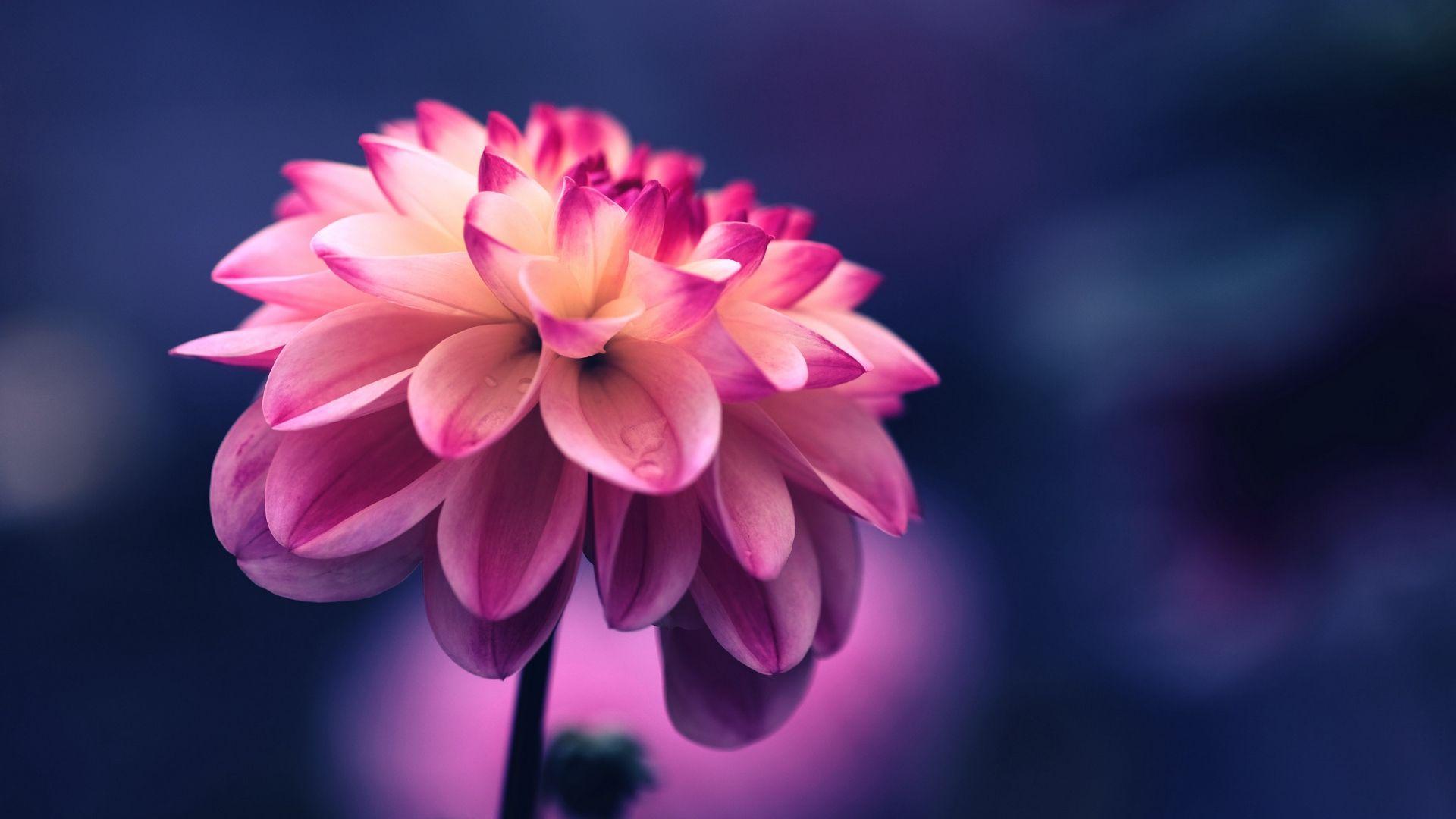 1920X1080 HD Flower Wallpapers - Top Free 1920X1080 HD Flower ...
