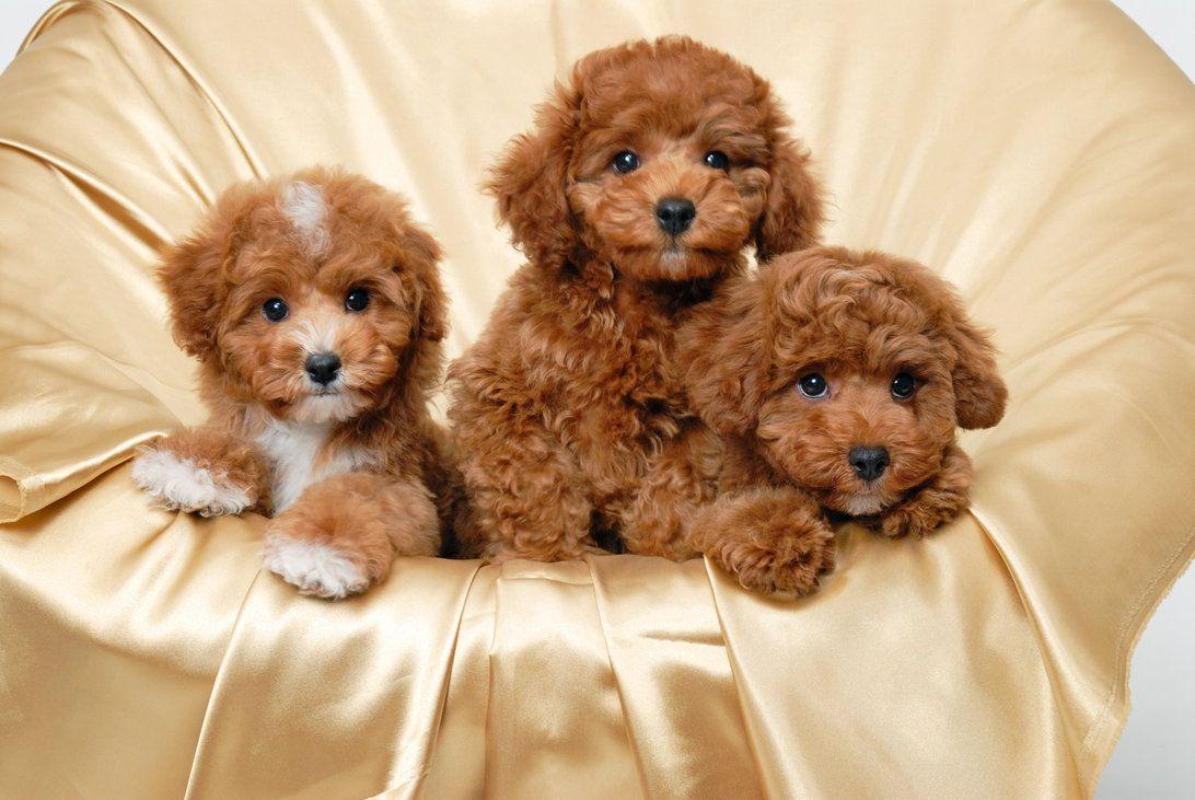 Poodle Wallpapers - Top Free Poodle Backgrounds - WallpaperAccess