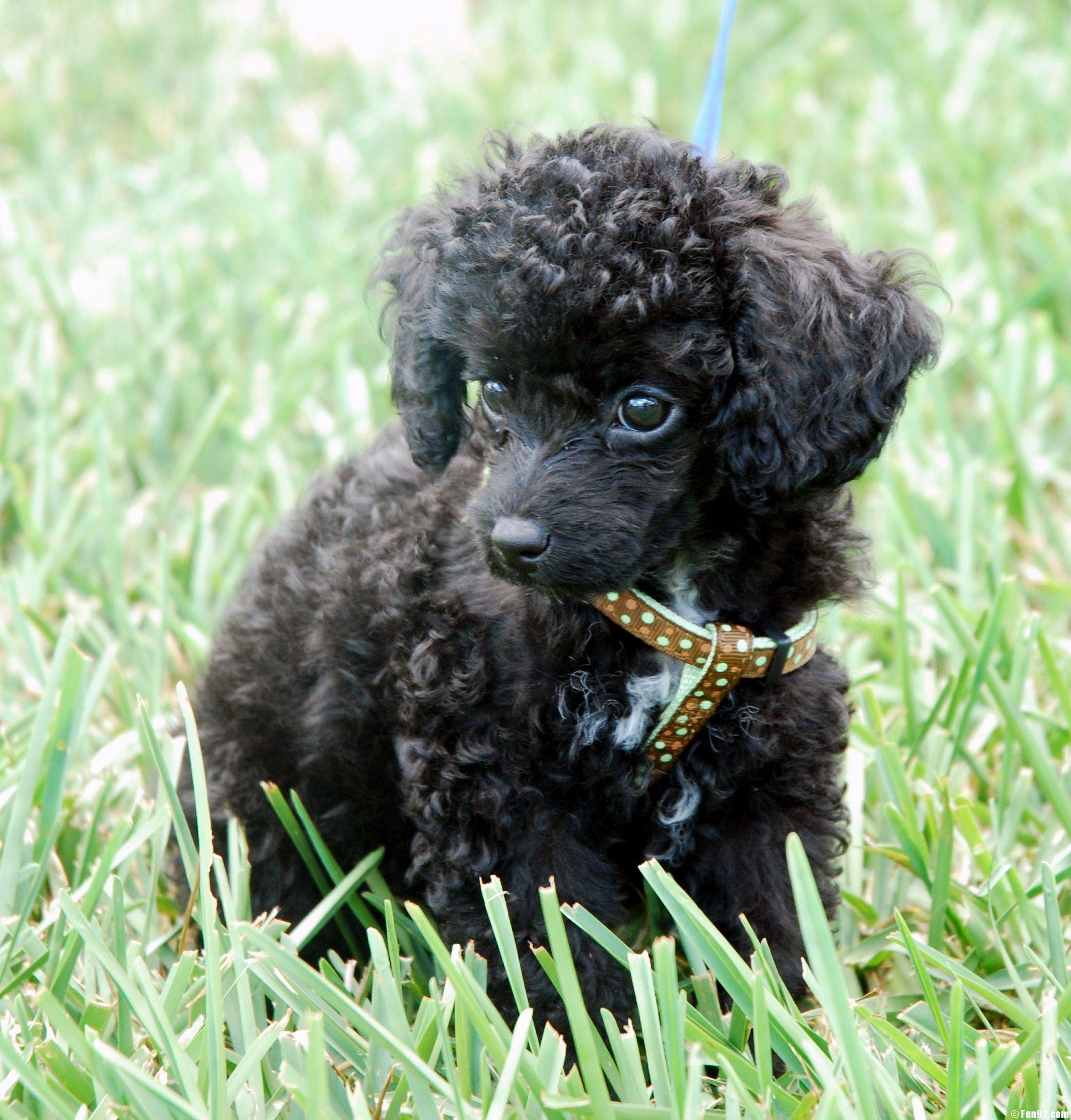 Poodle Wallpapers - Top Free Poodle Backgrounds - WallpaperAccess