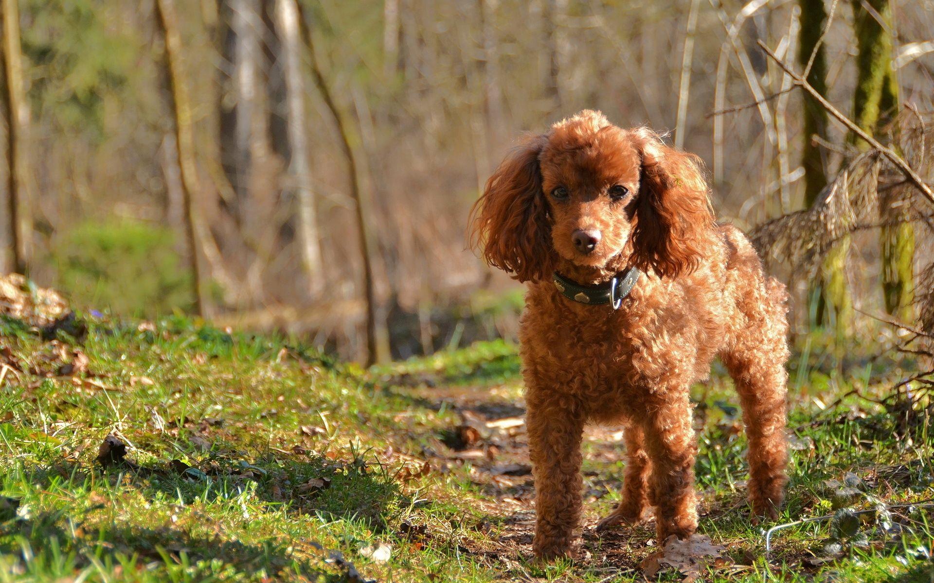 Poodle Wallpapers - Top Free Poodle Backgrounds - WallpaperAccess