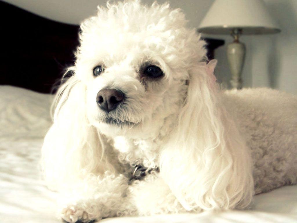 Poodle Wallpapers - Top Free Poodle Backgrounds - WallpaperAccess