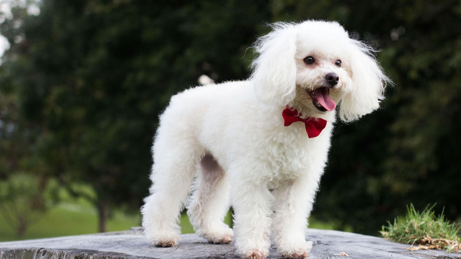 Poodle Wallpapers - Top Free Poodle Backgrounds - WallpaperAccess